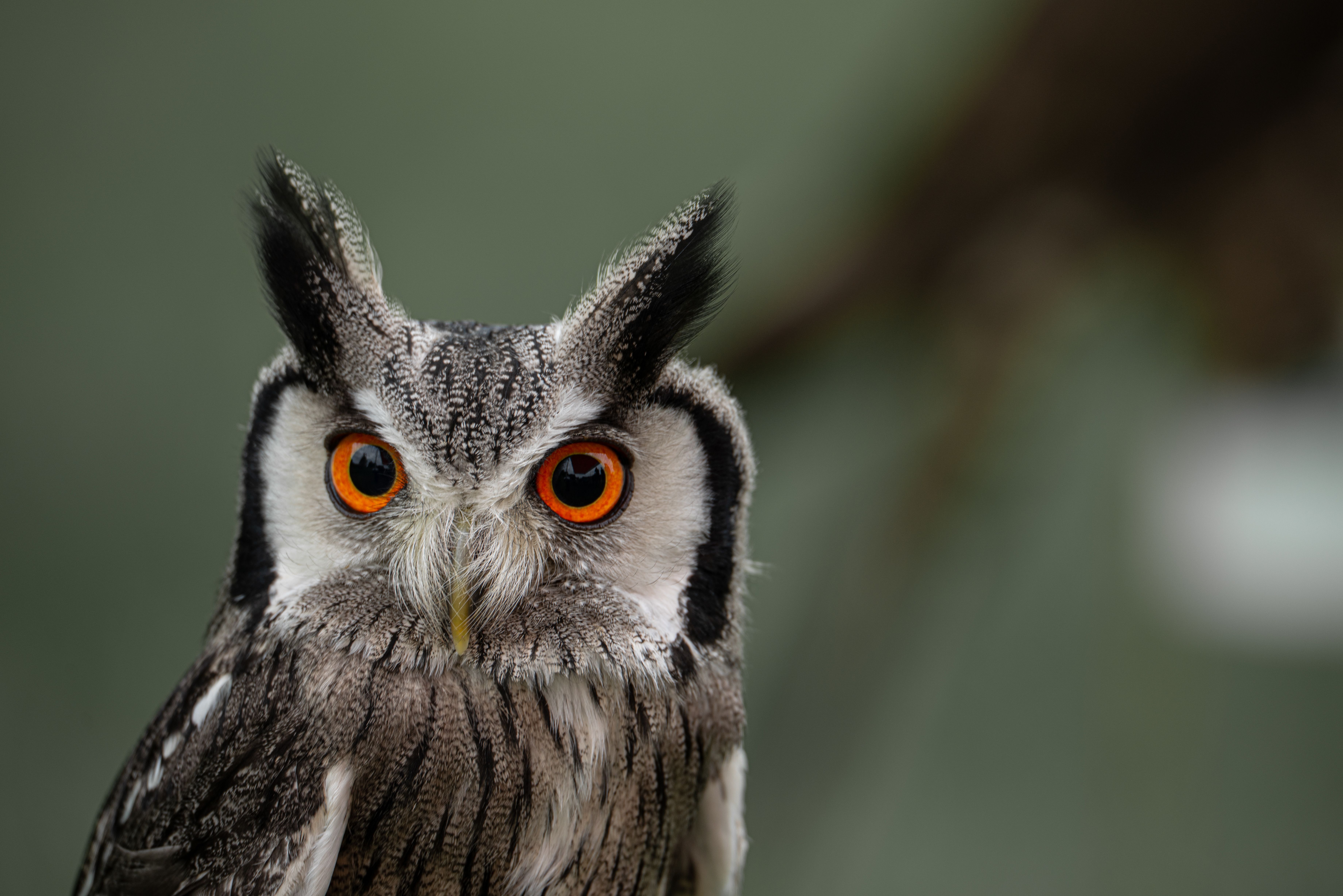 Owl+Front+Facing+Portrait+4k Photos, Download The BEST Free Owl+Front ...