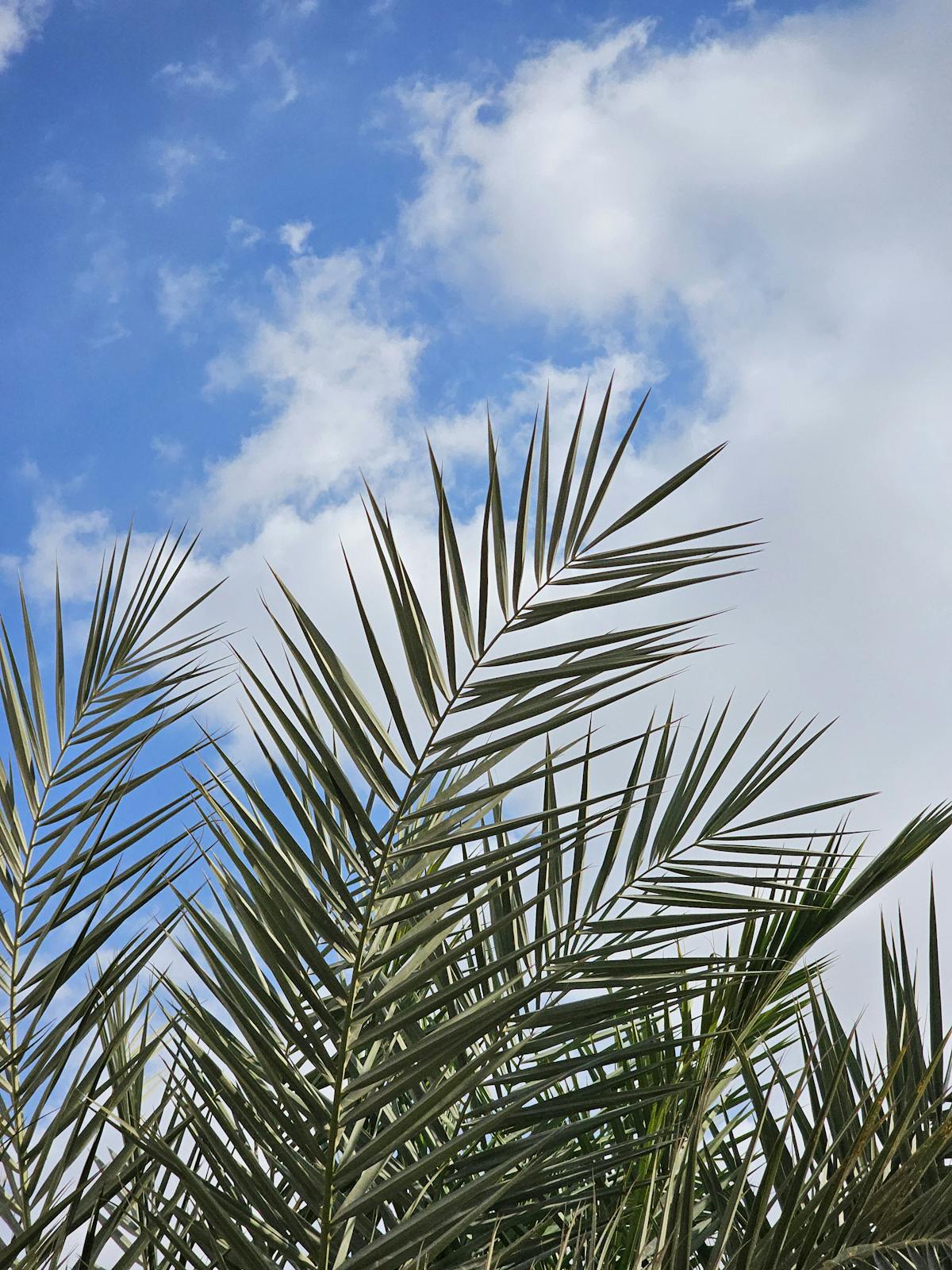 Palm Tree Collage Photos, Download The BEST Free Palm Tree Collage ...