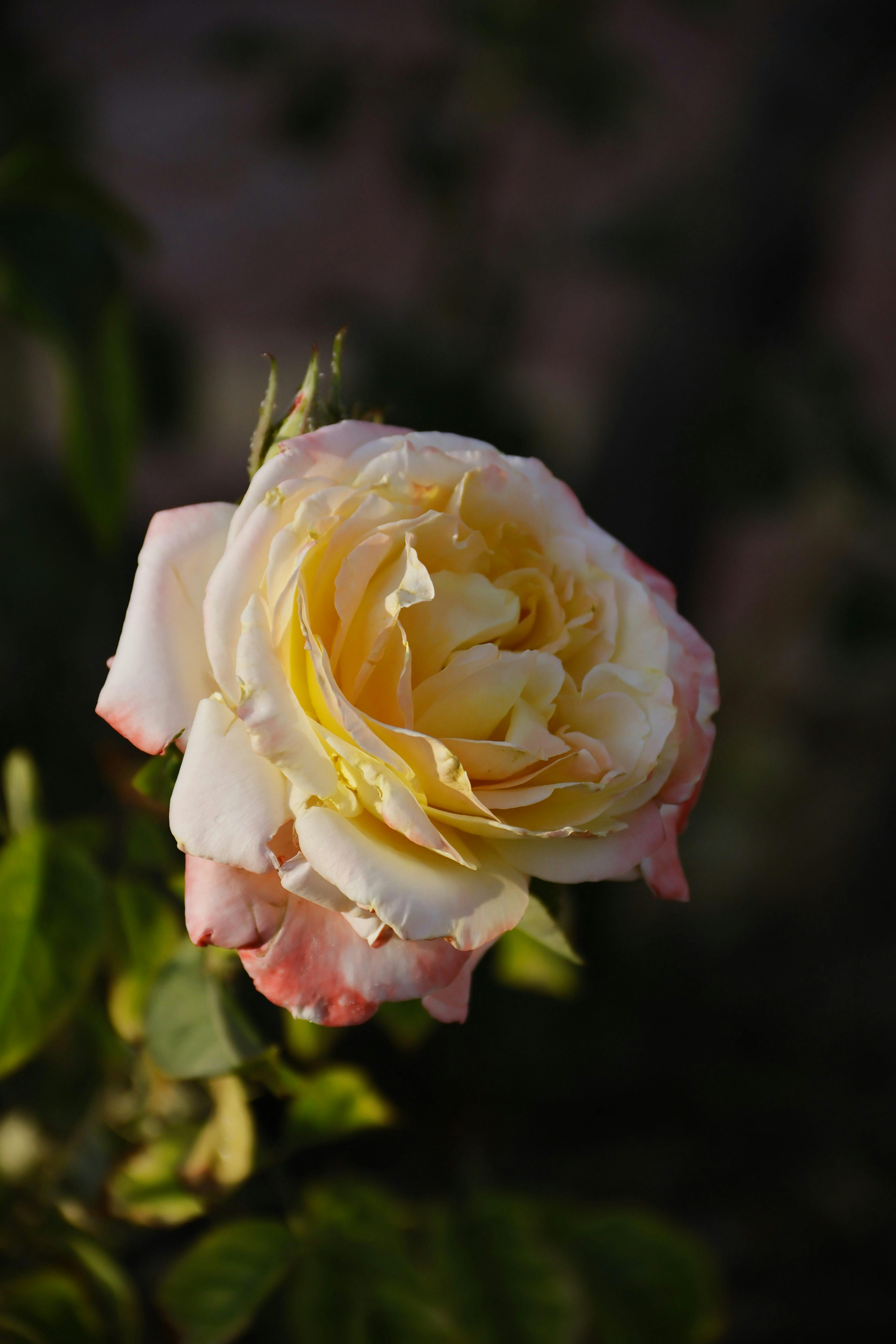 Beautiful Garden Sheds Photos, Download The BEST Free Beautiful Garden ...