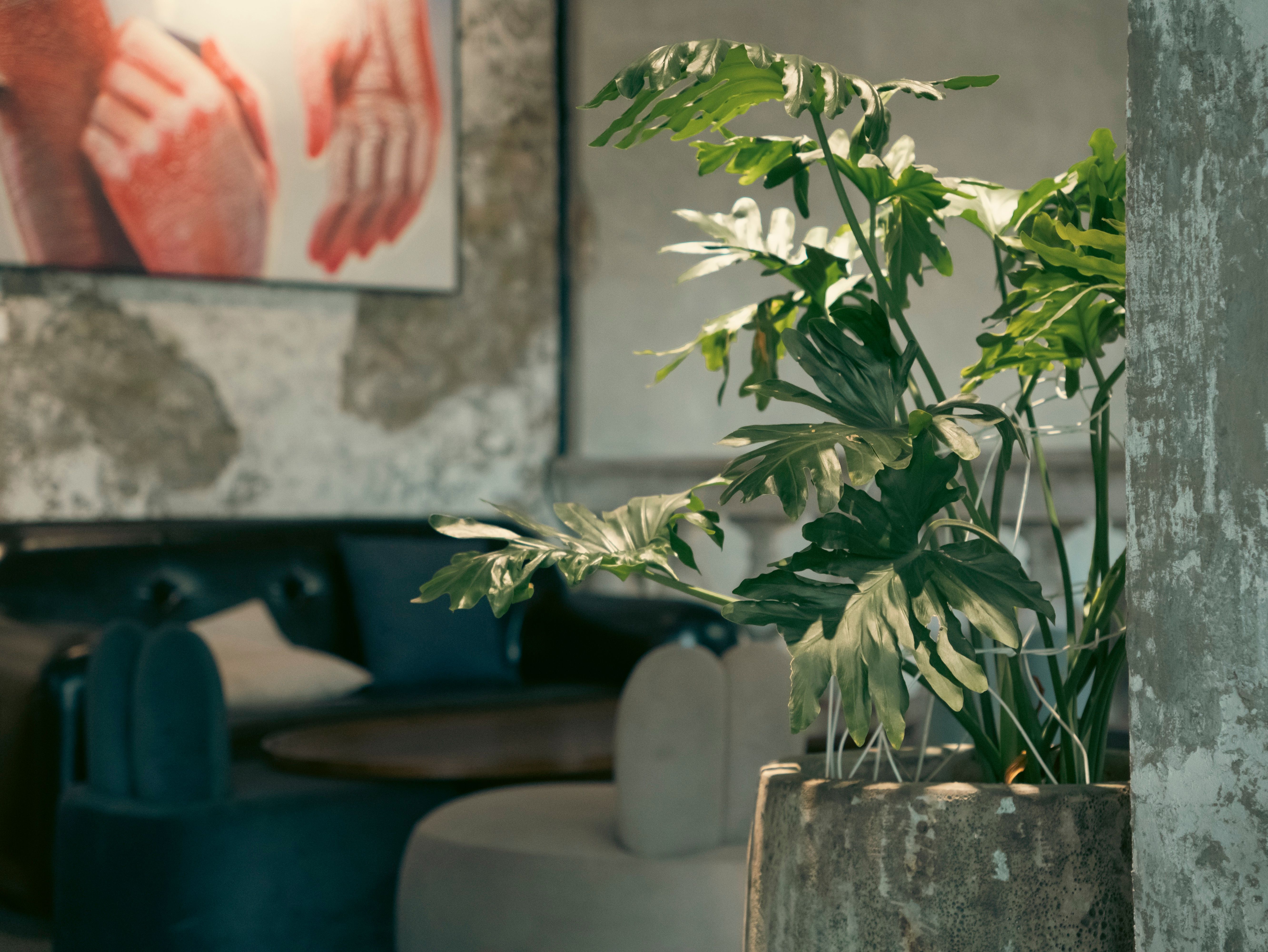 Modern Indoor Space with Lush Green Plant · Free Stock Photo