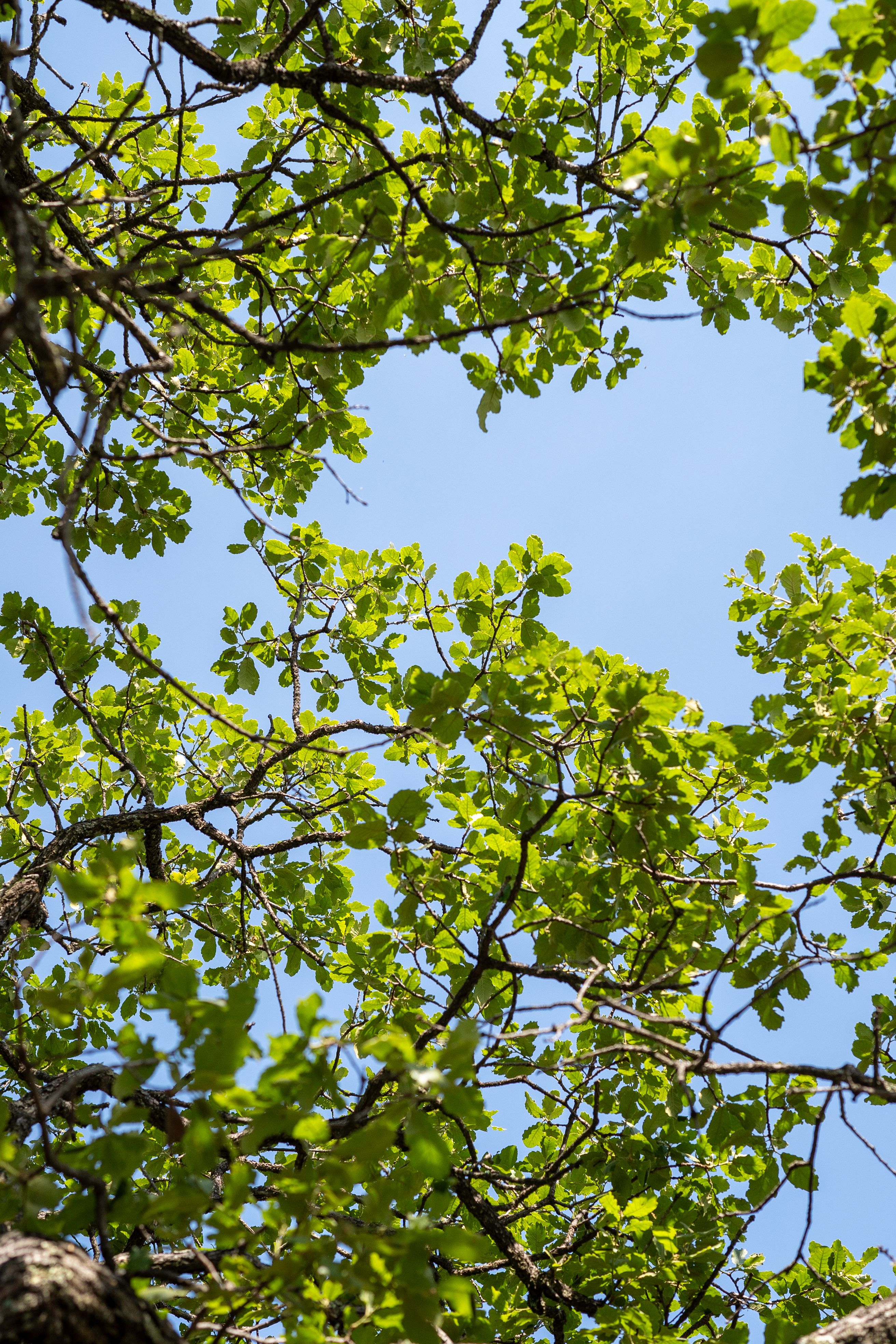 Vibrant Green Tree Canopy Against Clear Sky · Free Stock Photo