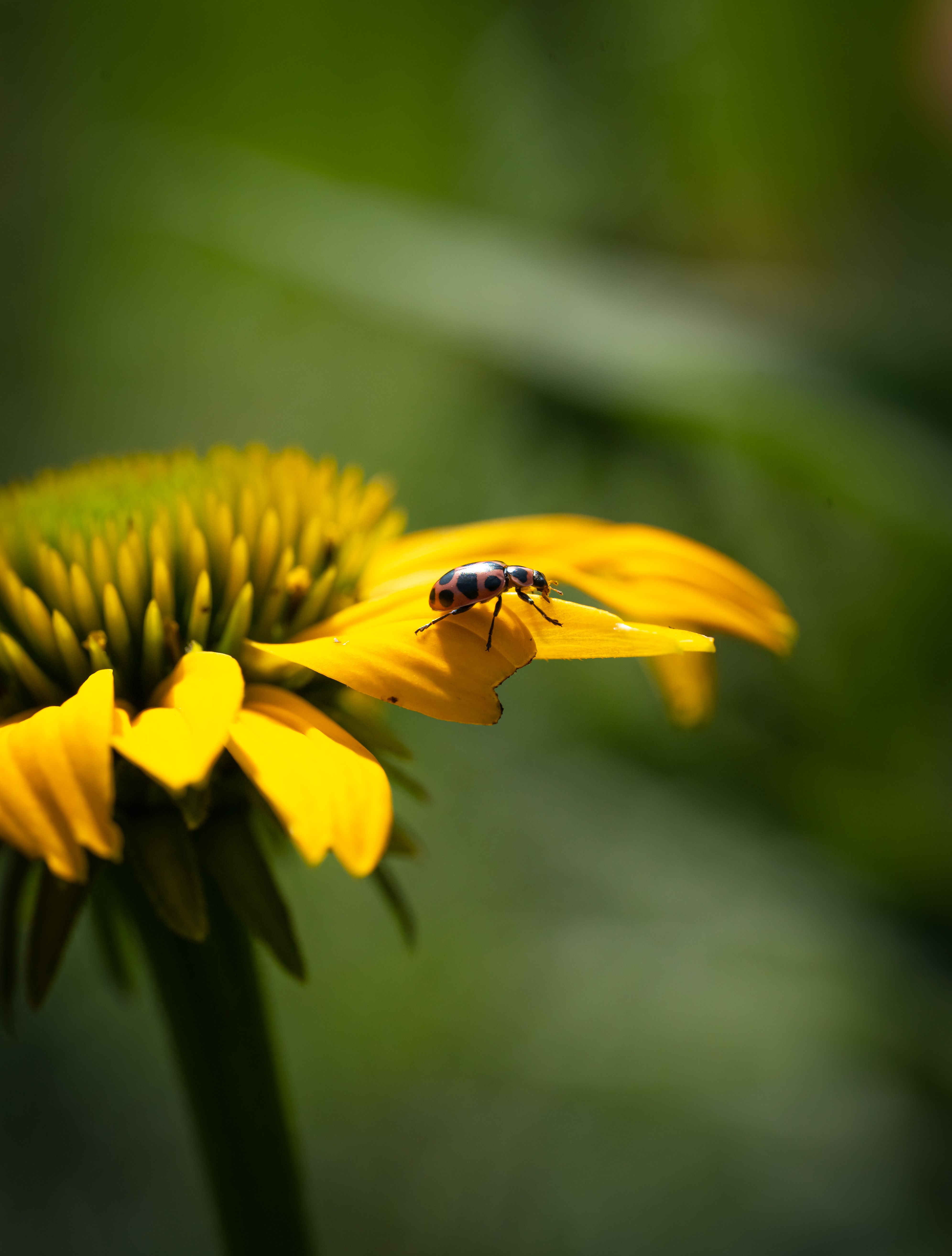 Close-up of a Ladybug on Yellow Flower Petal · Free Stock Photo