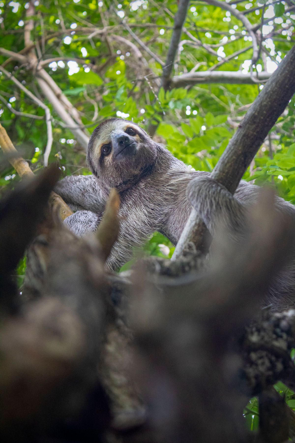 Sloth Photos, Download The BEST Free Sloth Stock Photos & HD Images