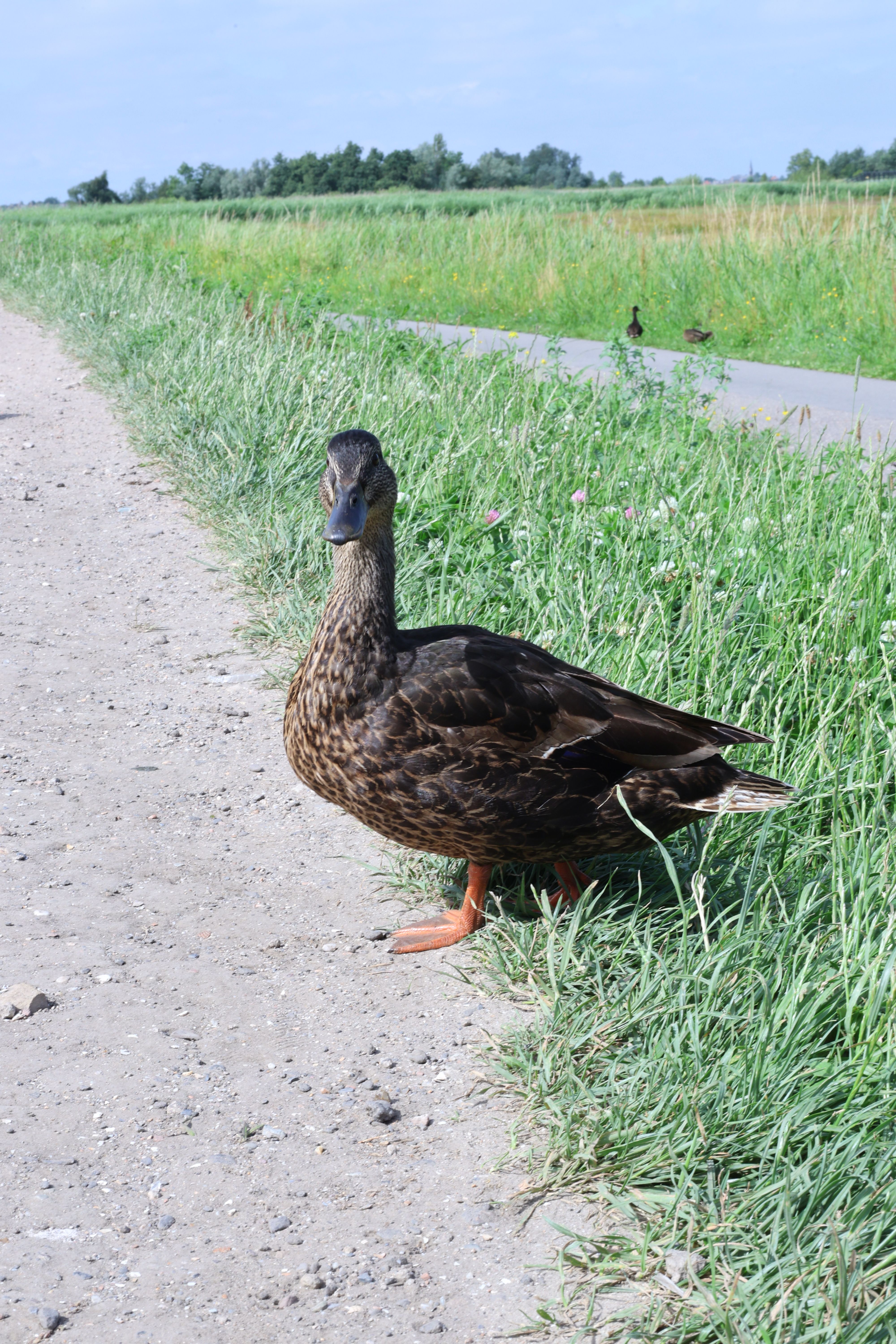 Duck Standing on Pathway in the Netherlands Countryside · Free Stock Photo
