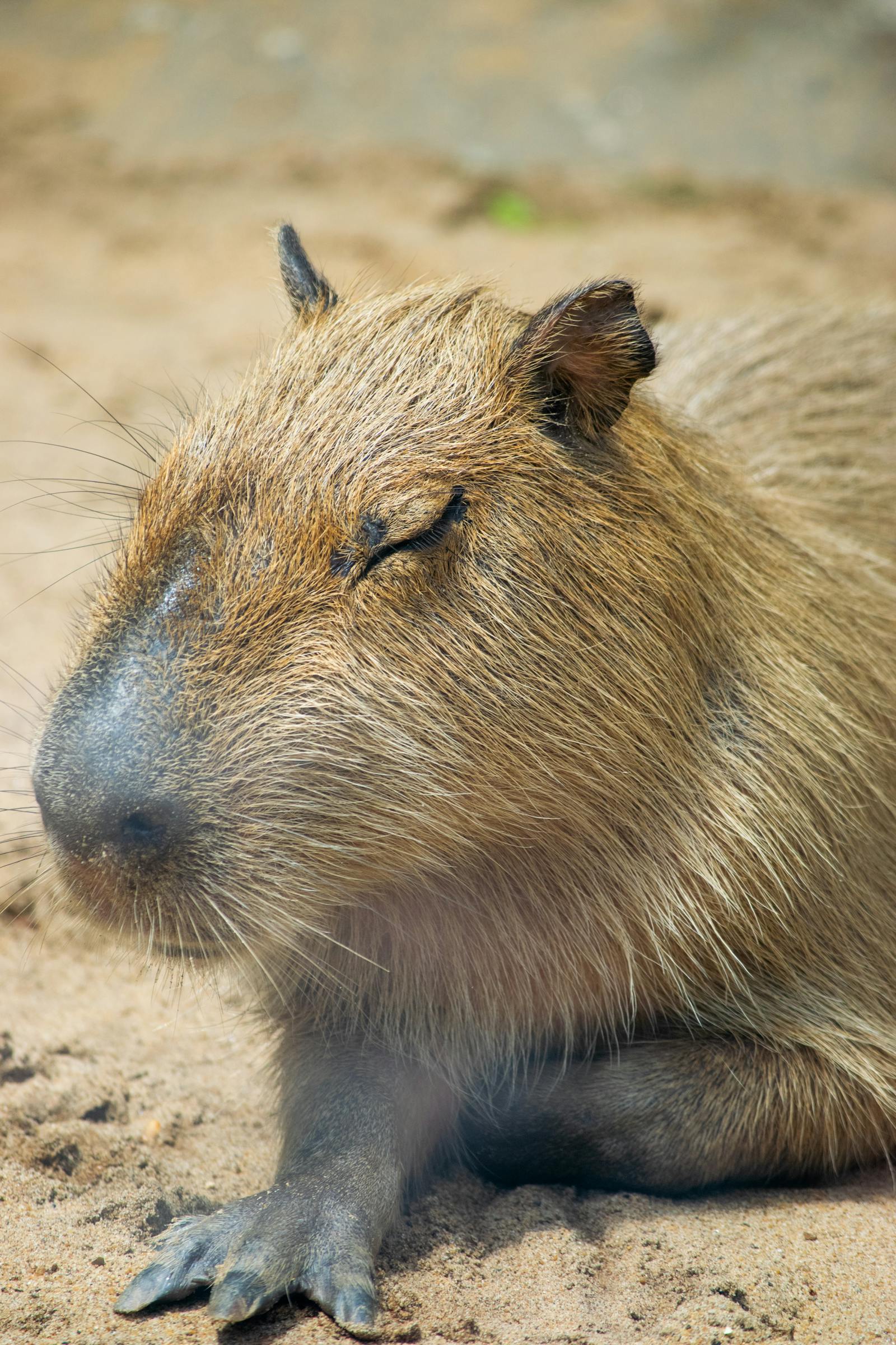Capybara Wallpapers Photos, Download The BEST Free Capybara Wallpapers ...