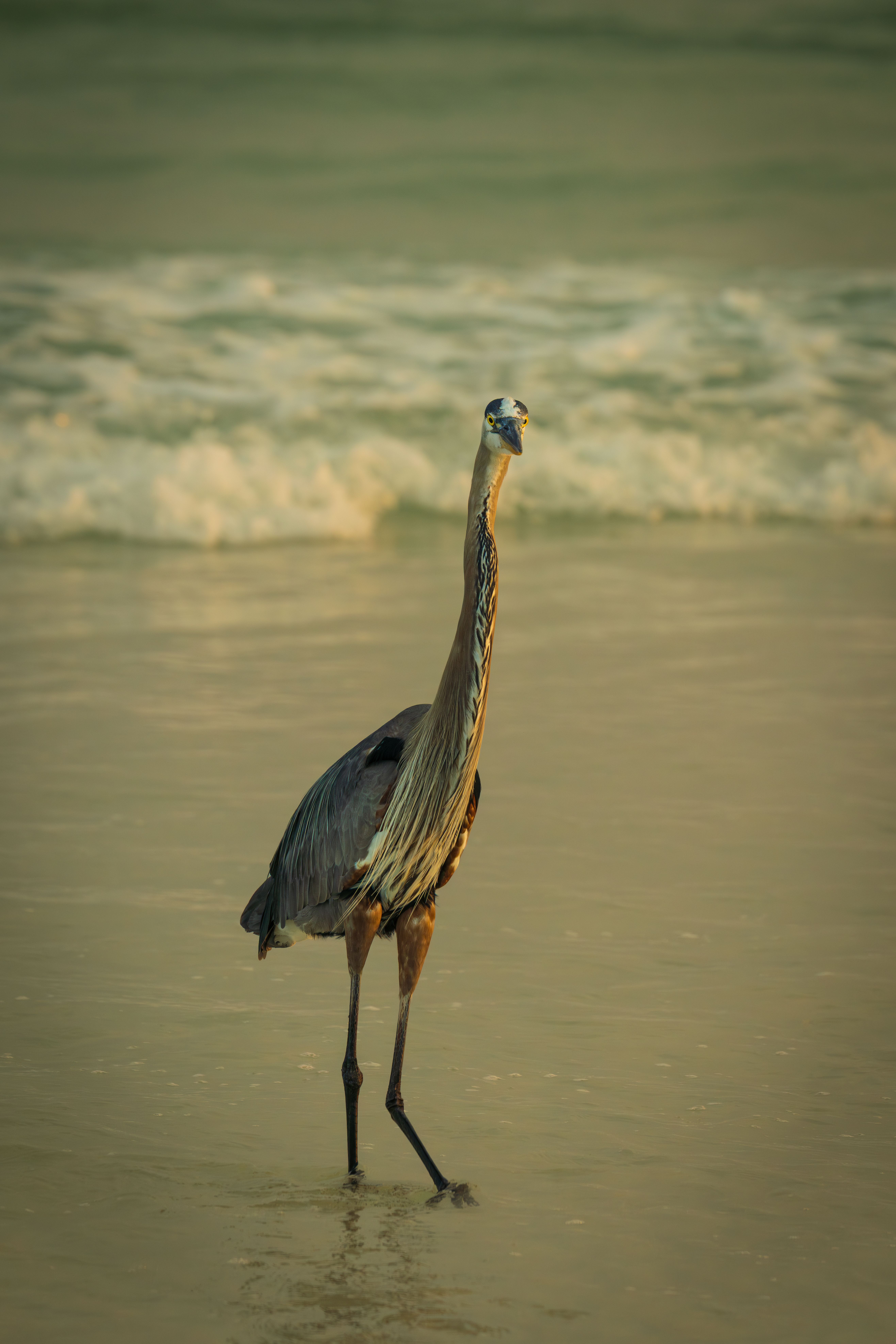 Una Garza Azul Grande Camina Por La Orilla Durante La Hora Dorada. El ...
