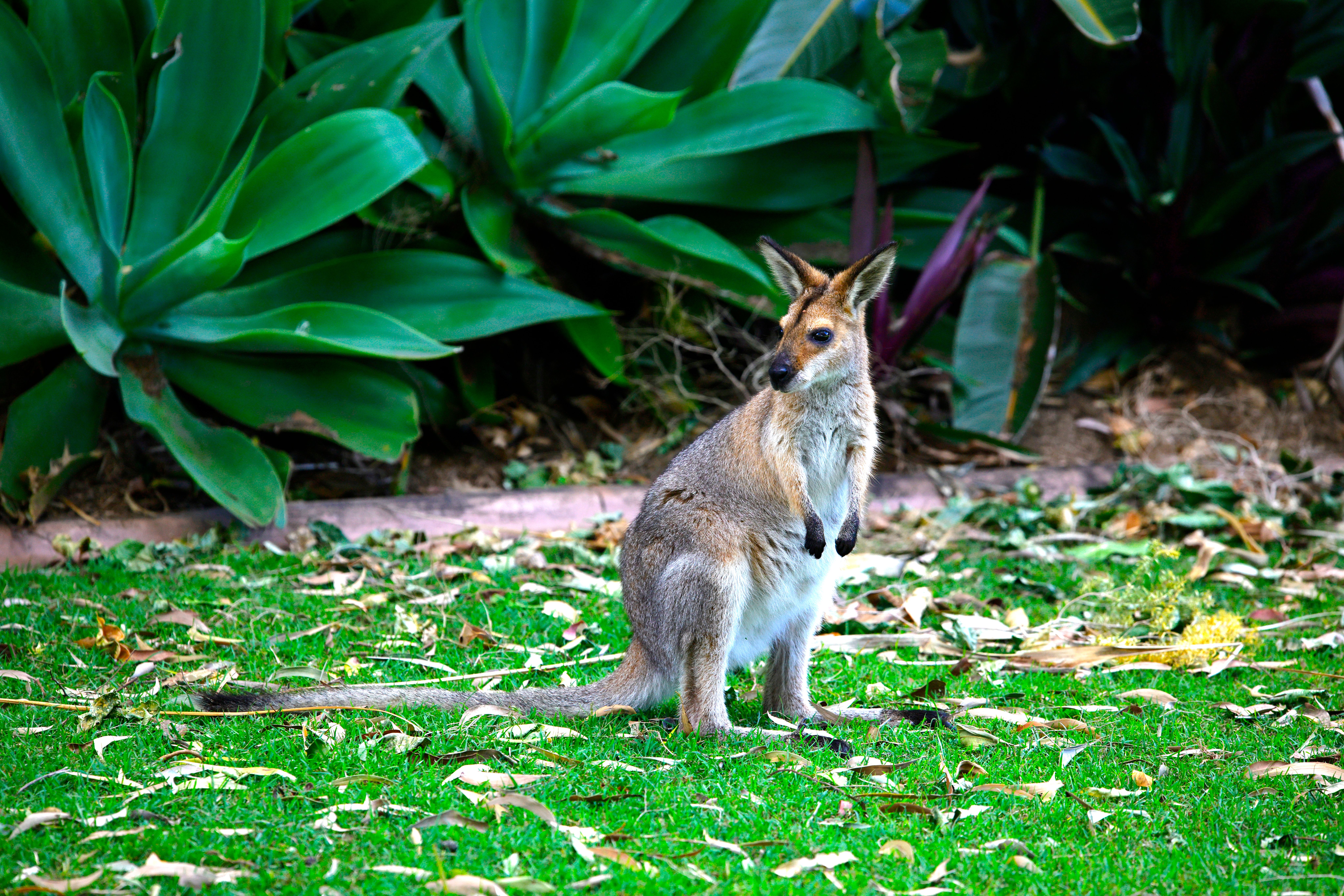 Wild Wallaby in Lush Green Garden Setting · Free Stock Photo