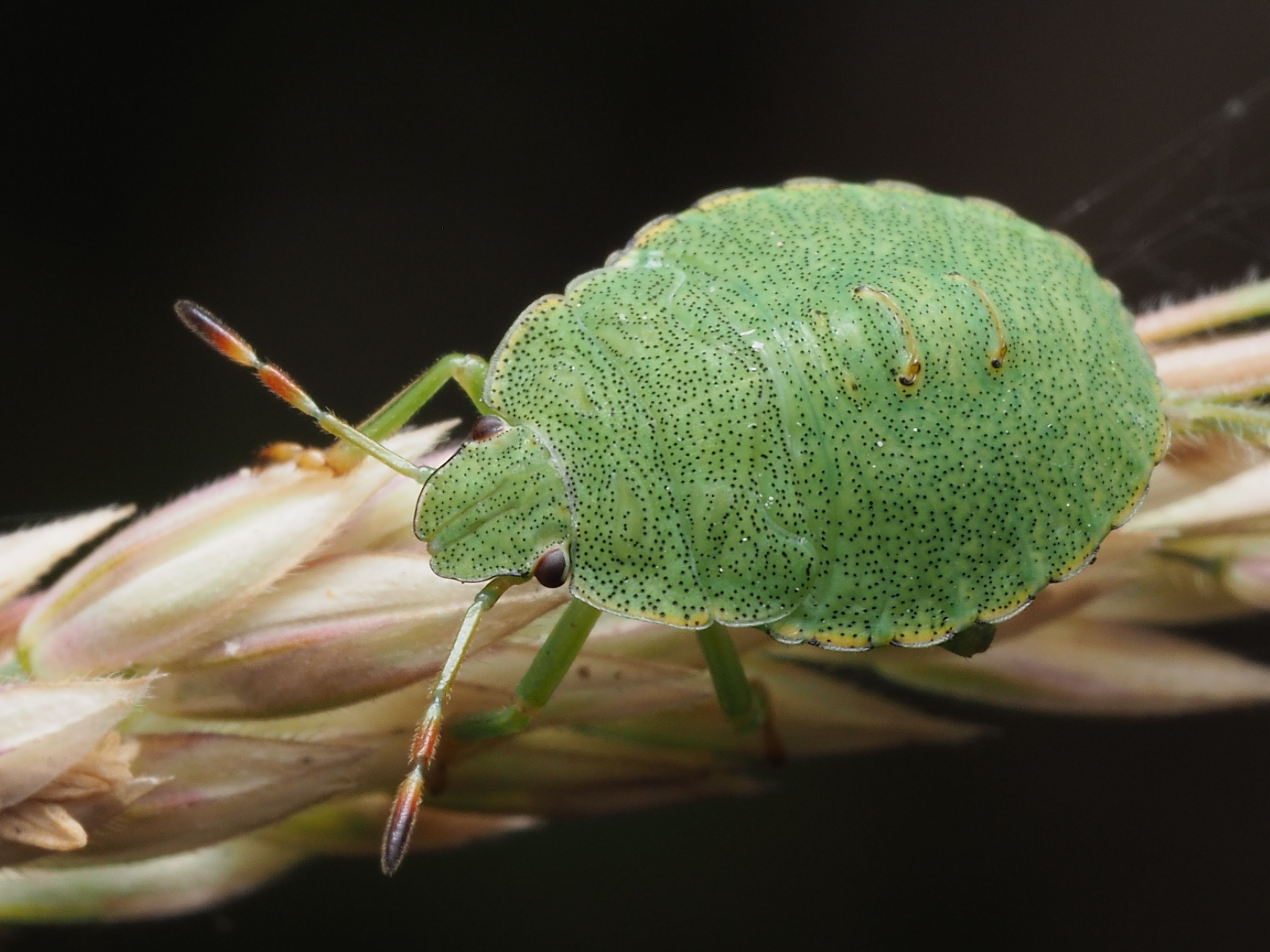 Vibrant Green Shield Bug Macro on Wheat · Free Stock Photo