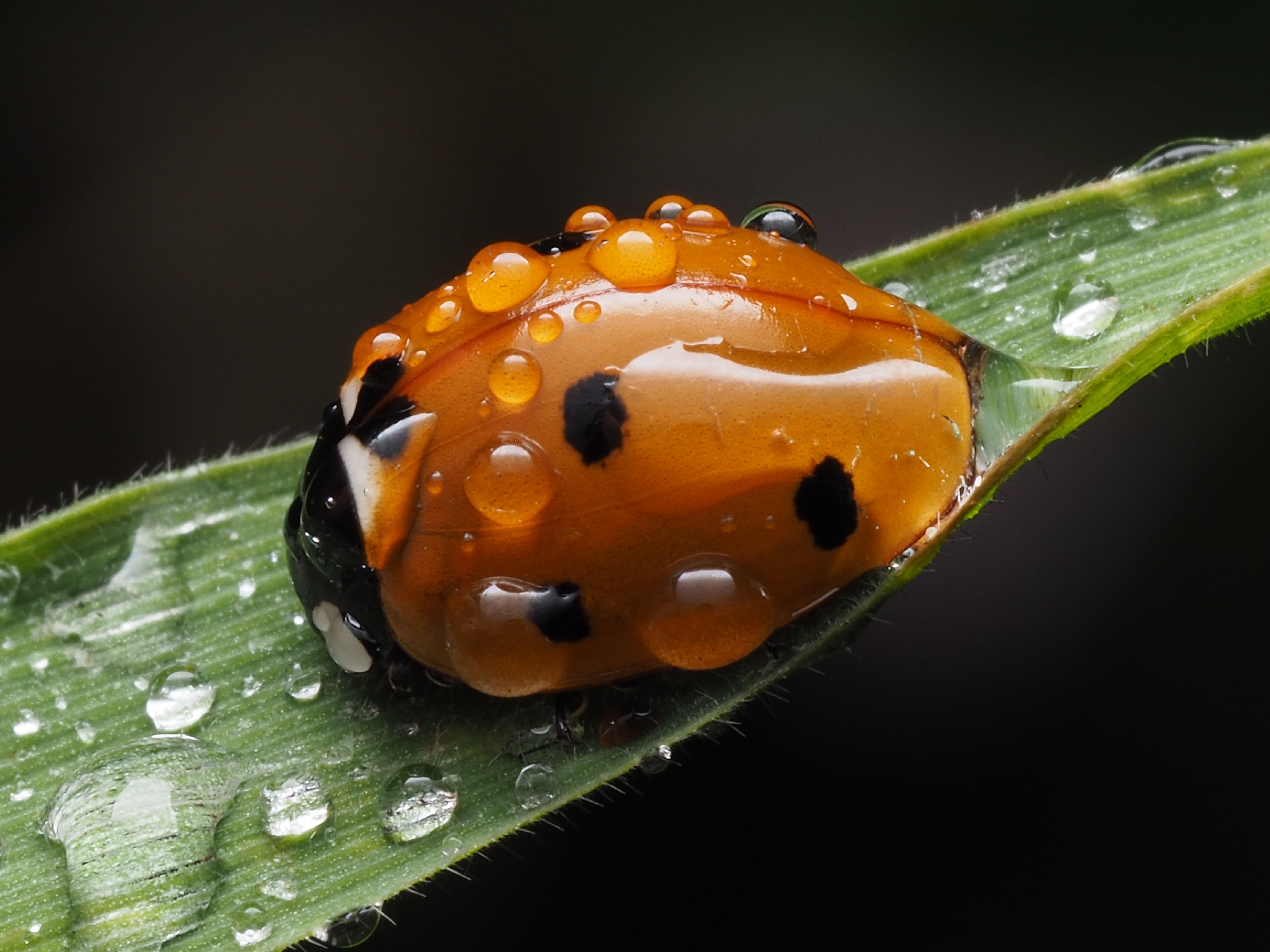 Close-Up of Ladybug with Raindrops on Leaf · Free Stock Photo