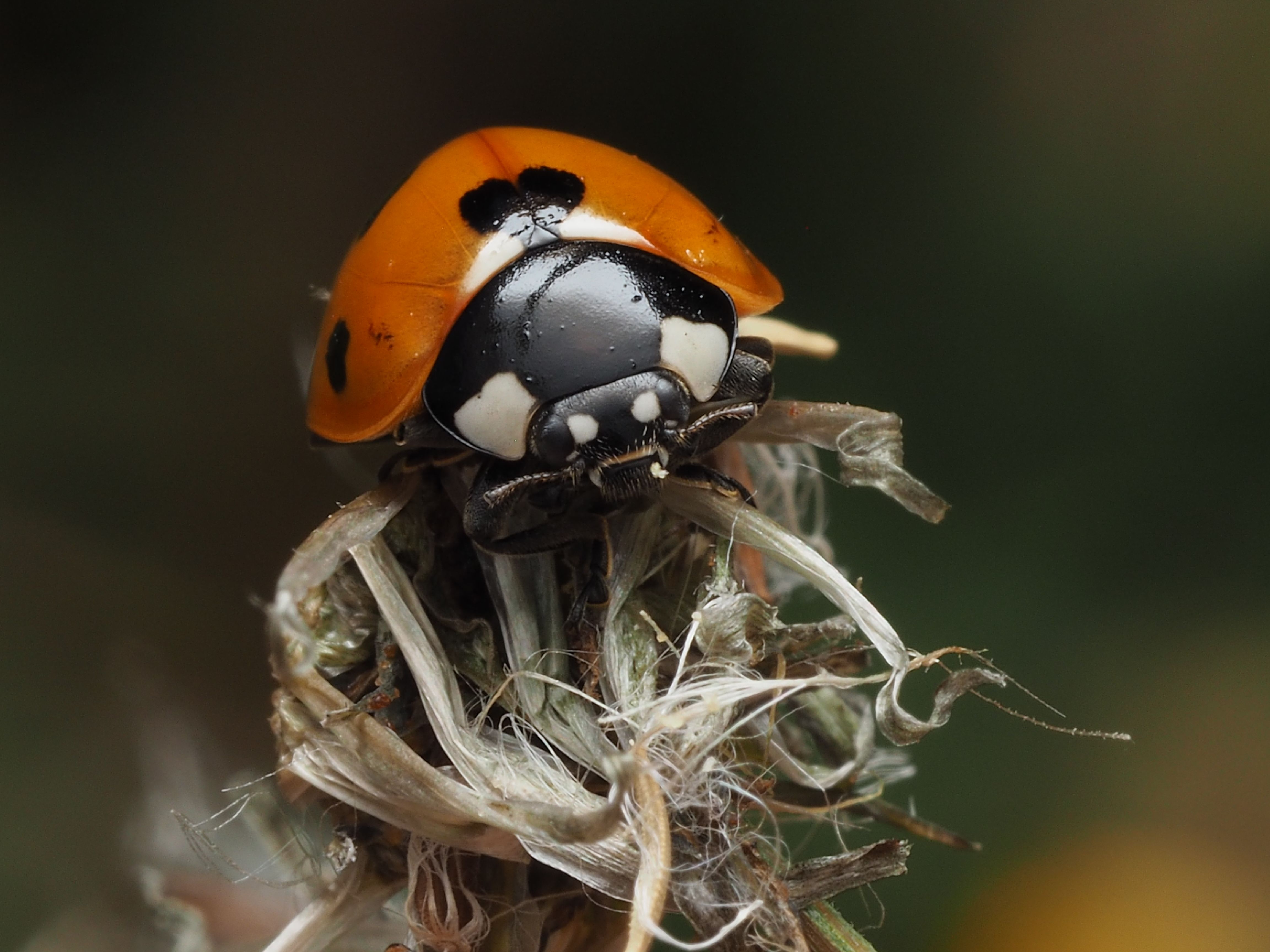 Close-Up Macro Shot of a Ladybug on a Plant · Free Stock Photo