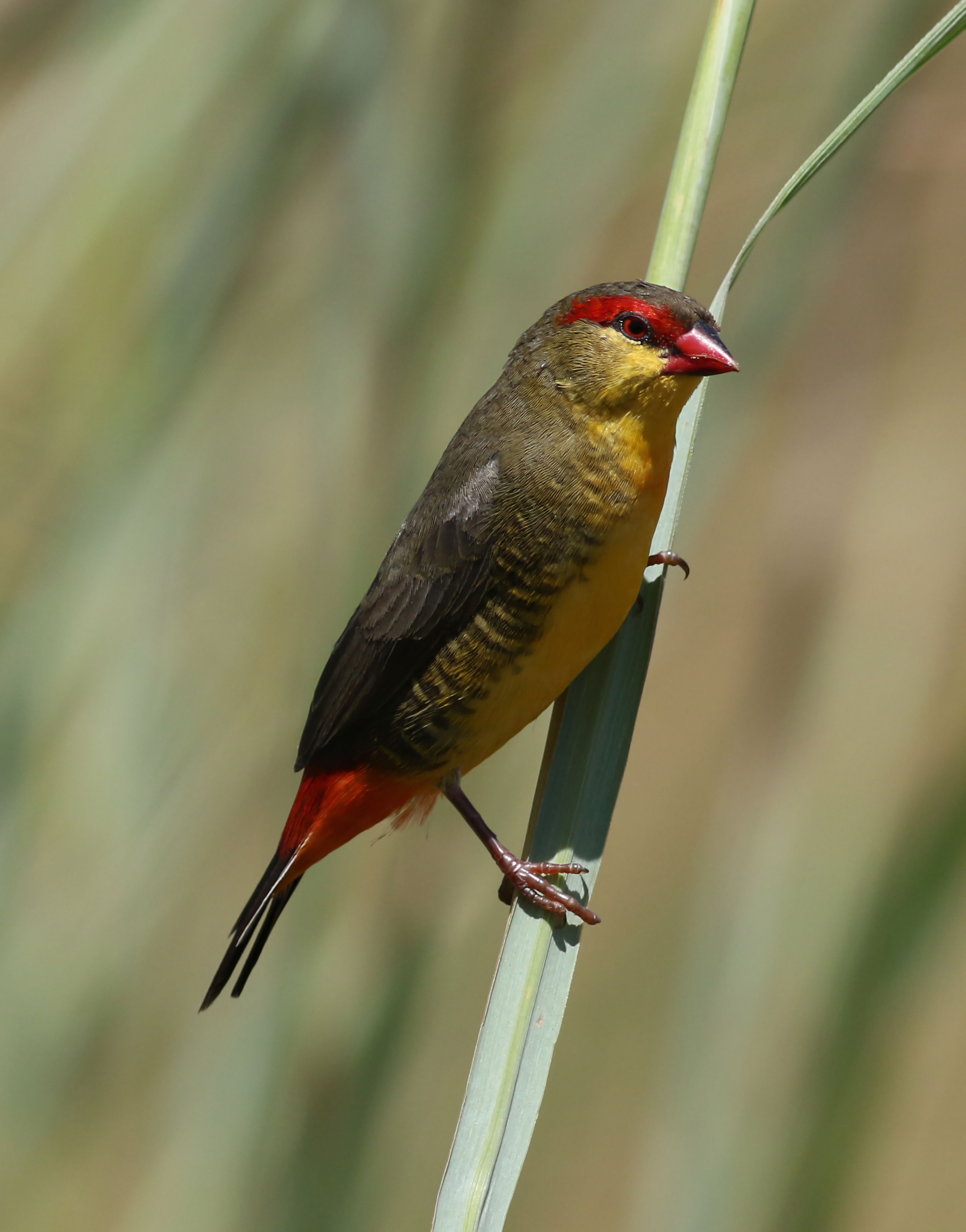 Taxonomy Bird Photos, Download The BEST Free Taxonomy Bird Stock Photos ...