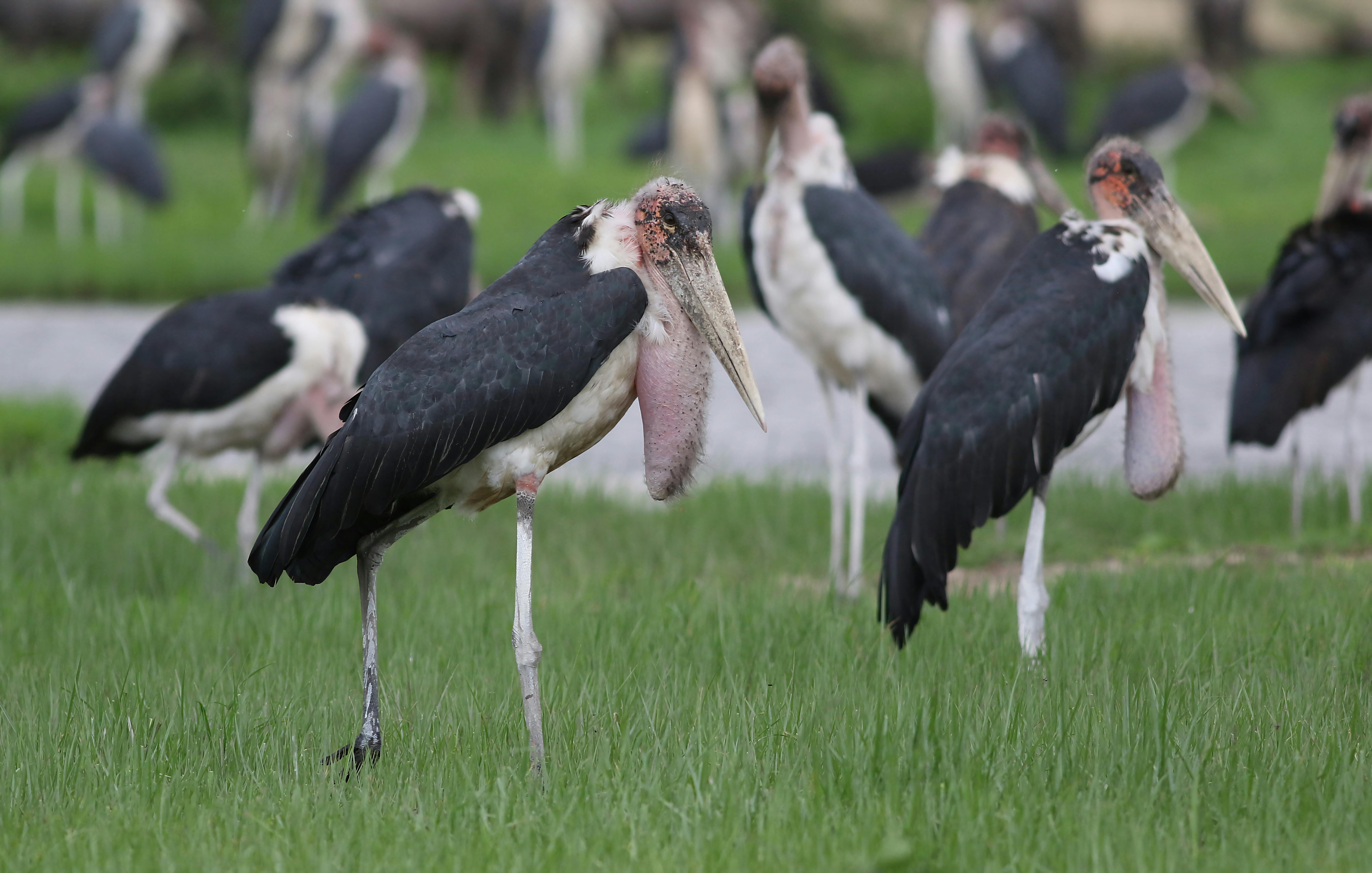 Marabou Storks Grazing on African Plains · Free Stock Photo
