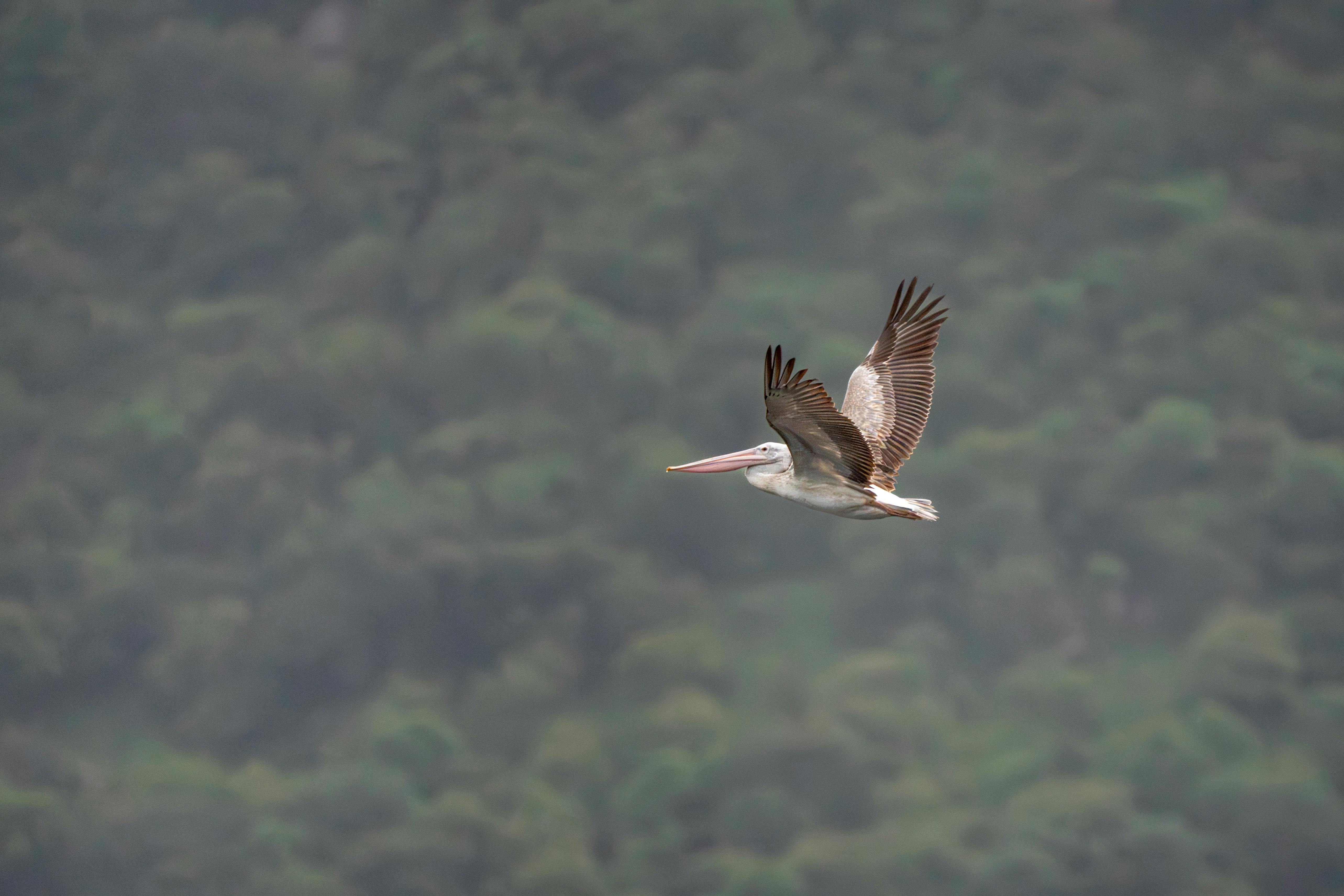 Free Kintsugi Photos, Download The BEST Free Free Kintsugi Stock Photos ...