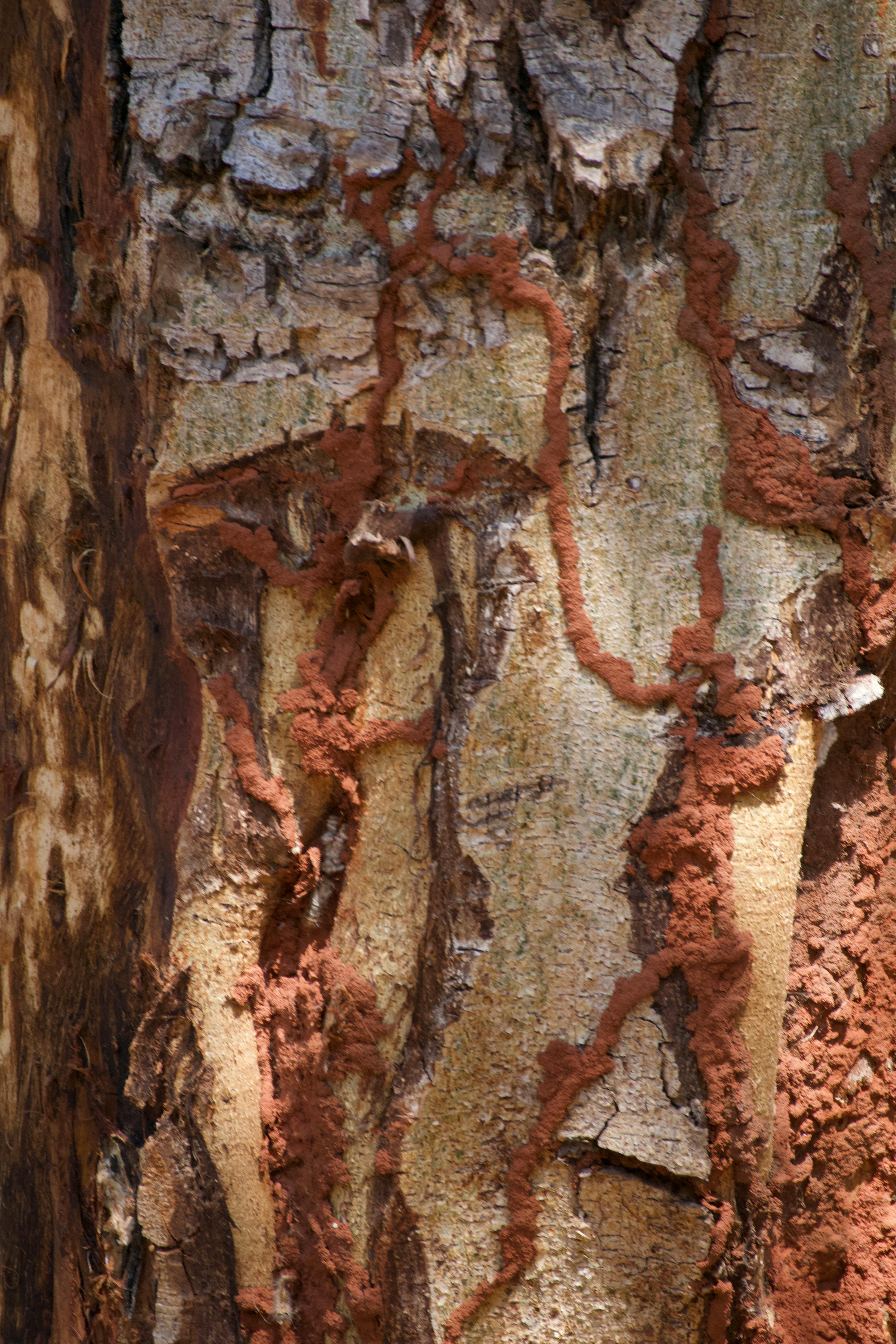 Close-Up of Textured Tree Bark with Red Patterns · Free Stock Photo