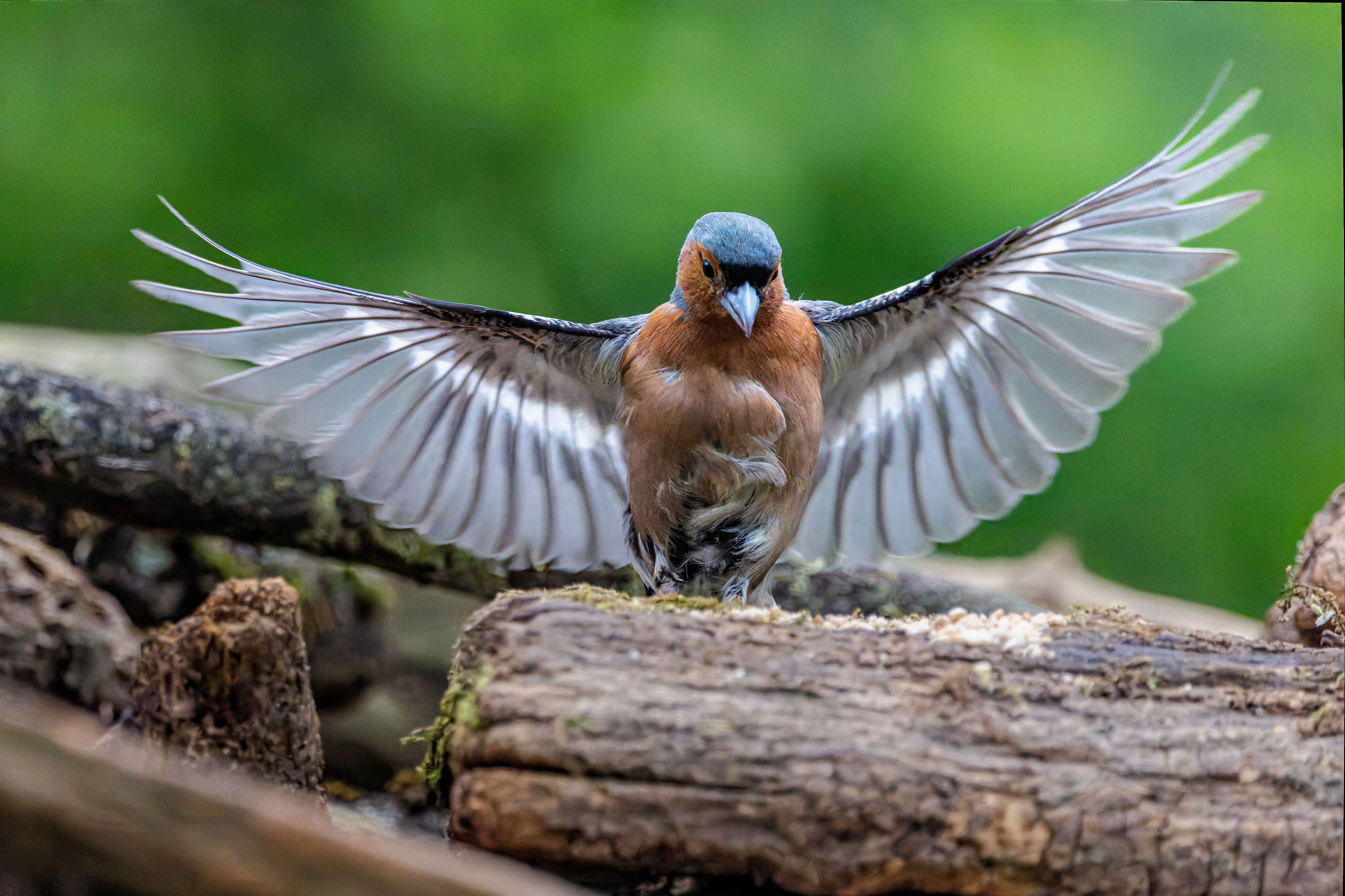 Vibrant Chaffinch Spreads Wings in Forest · Free Stock Photo