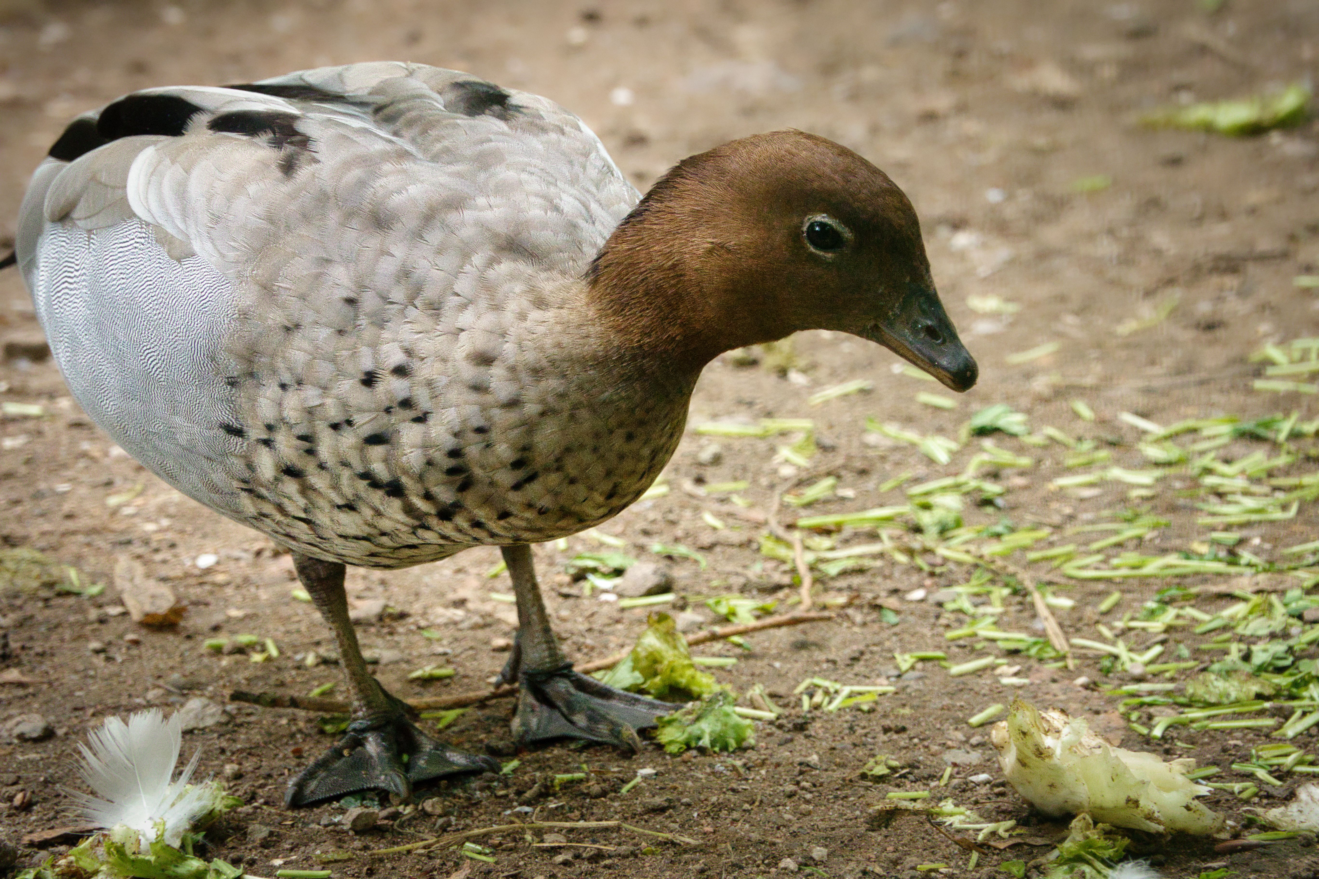 Australian Wood Duck Foraging in Baden-Württemberg · Free Stock Photo