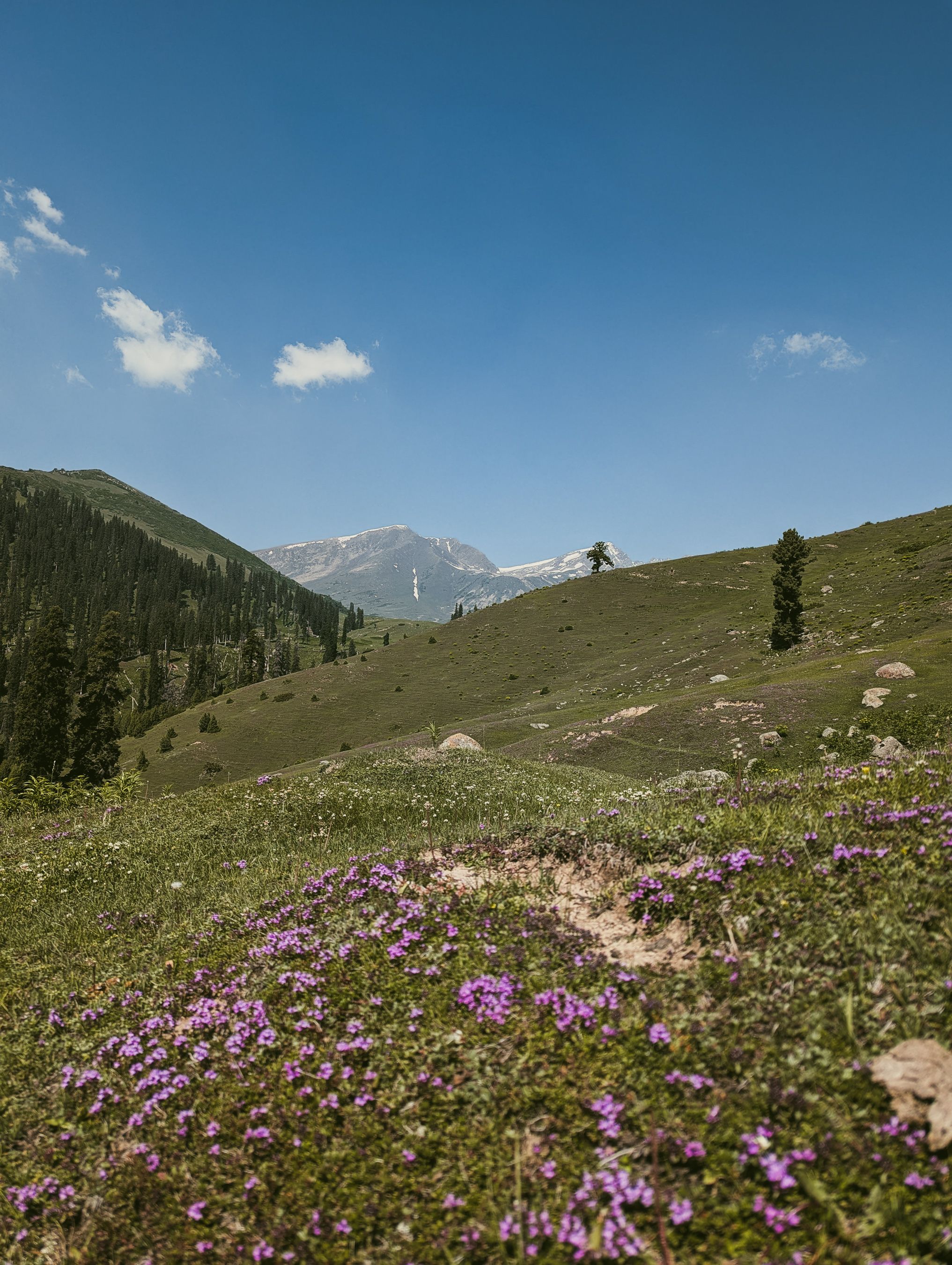 Panoramic Greenery Photos, Download The BEST Free Panoramic Greenery ...