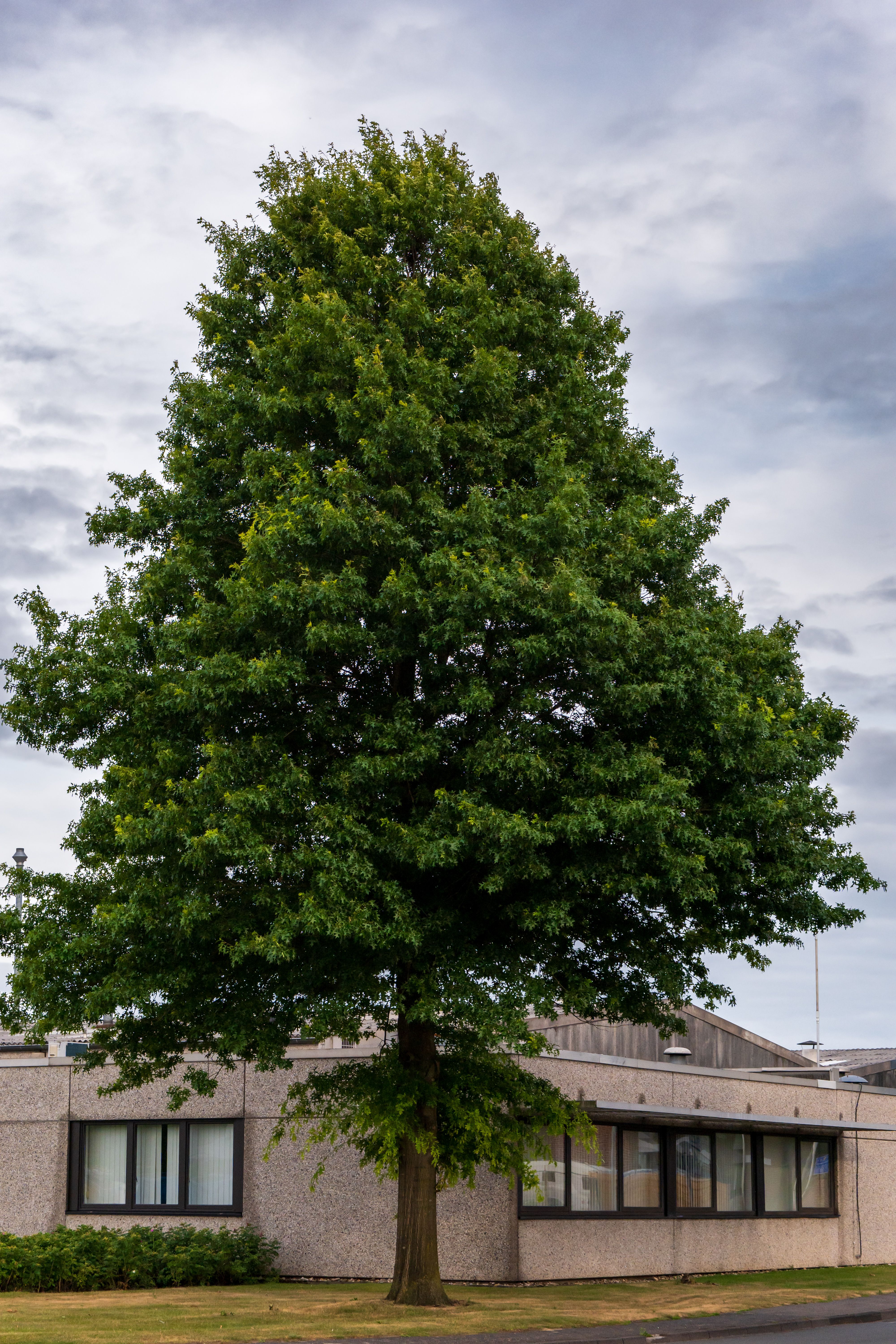Tall Oak Tree by Office Building Exterior · Free Stock Photo