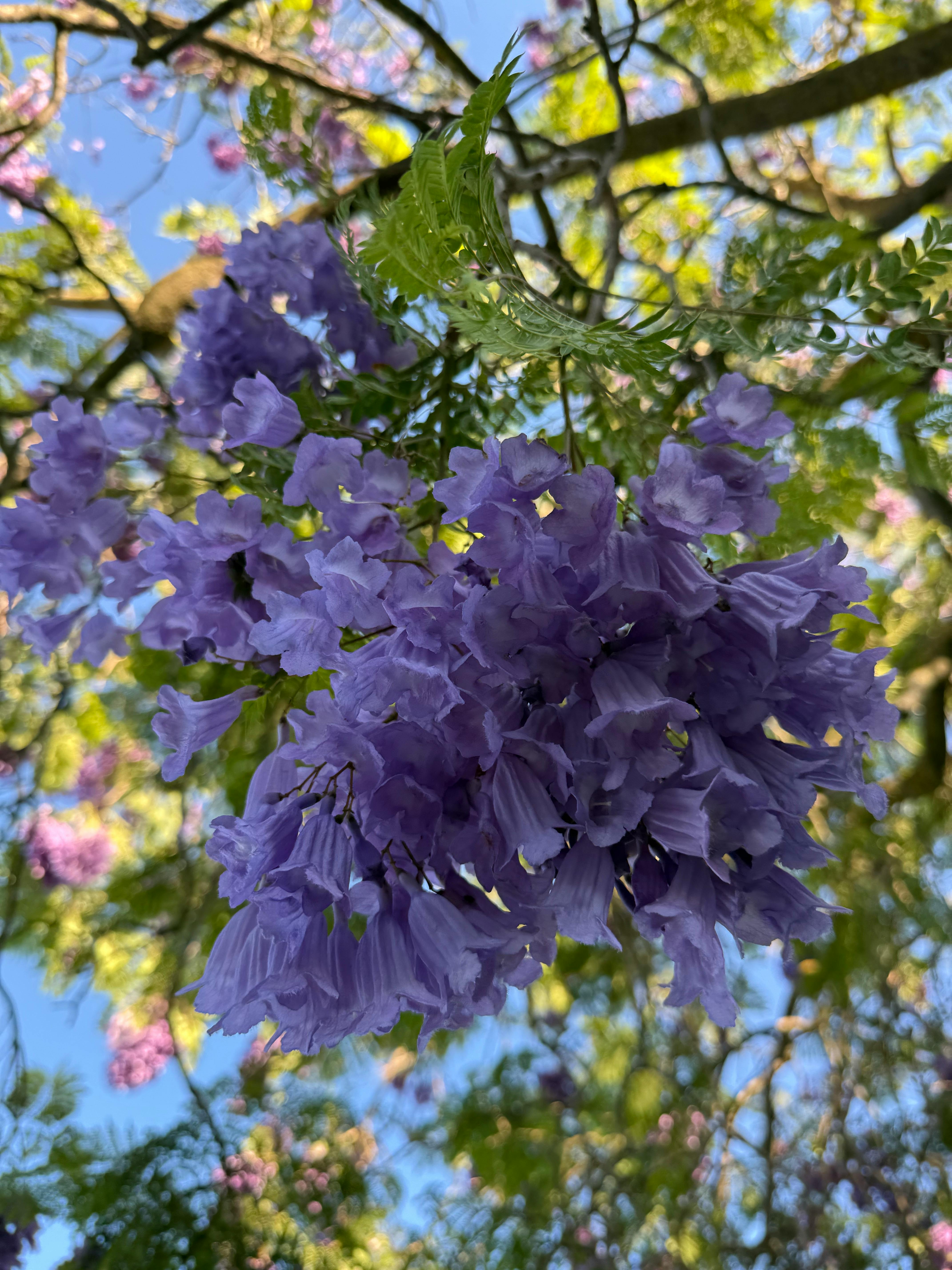 Ling C - Photography