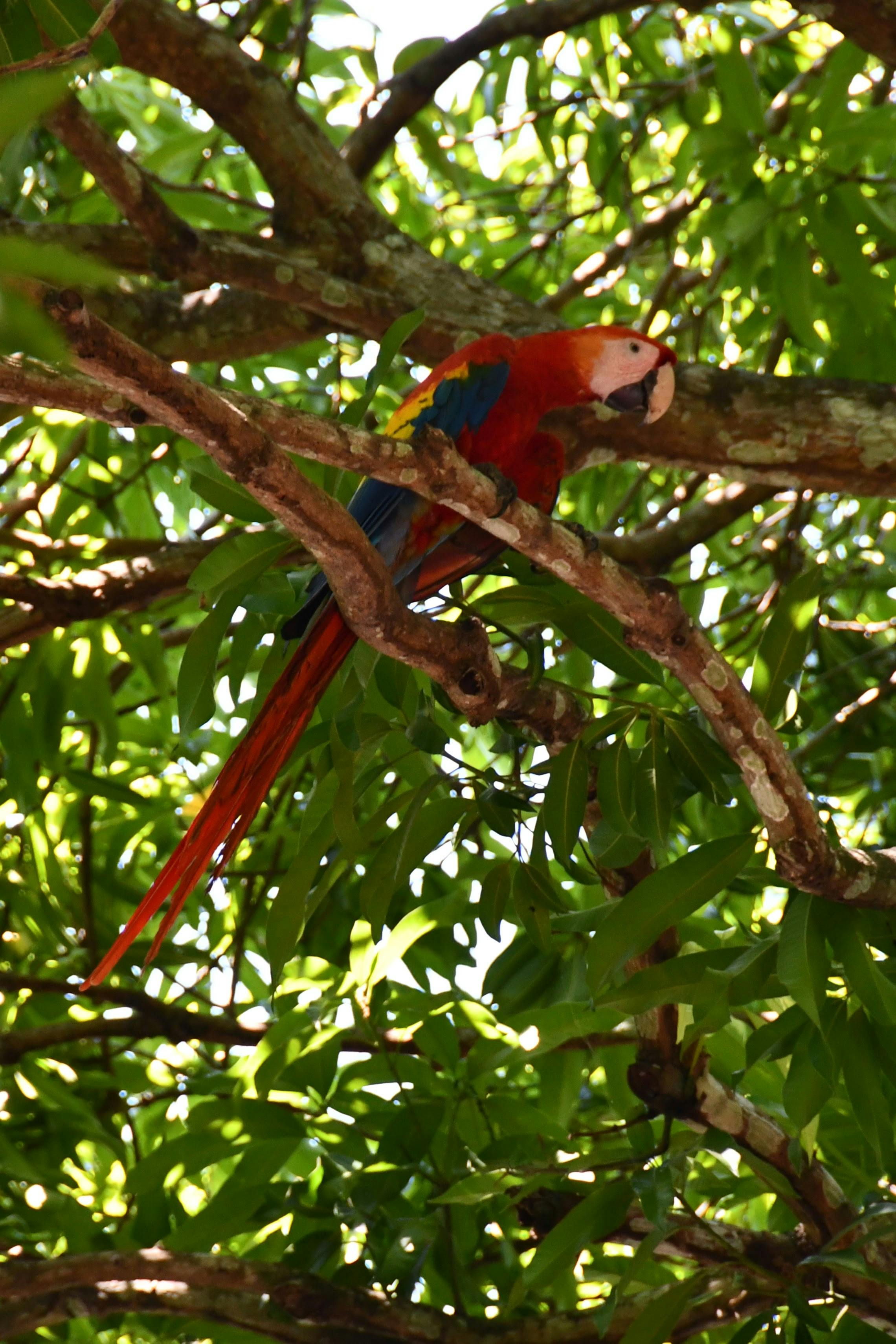 Sick Parrot Photos, Download The BEST Free Sick Parrot Stock Photos ...