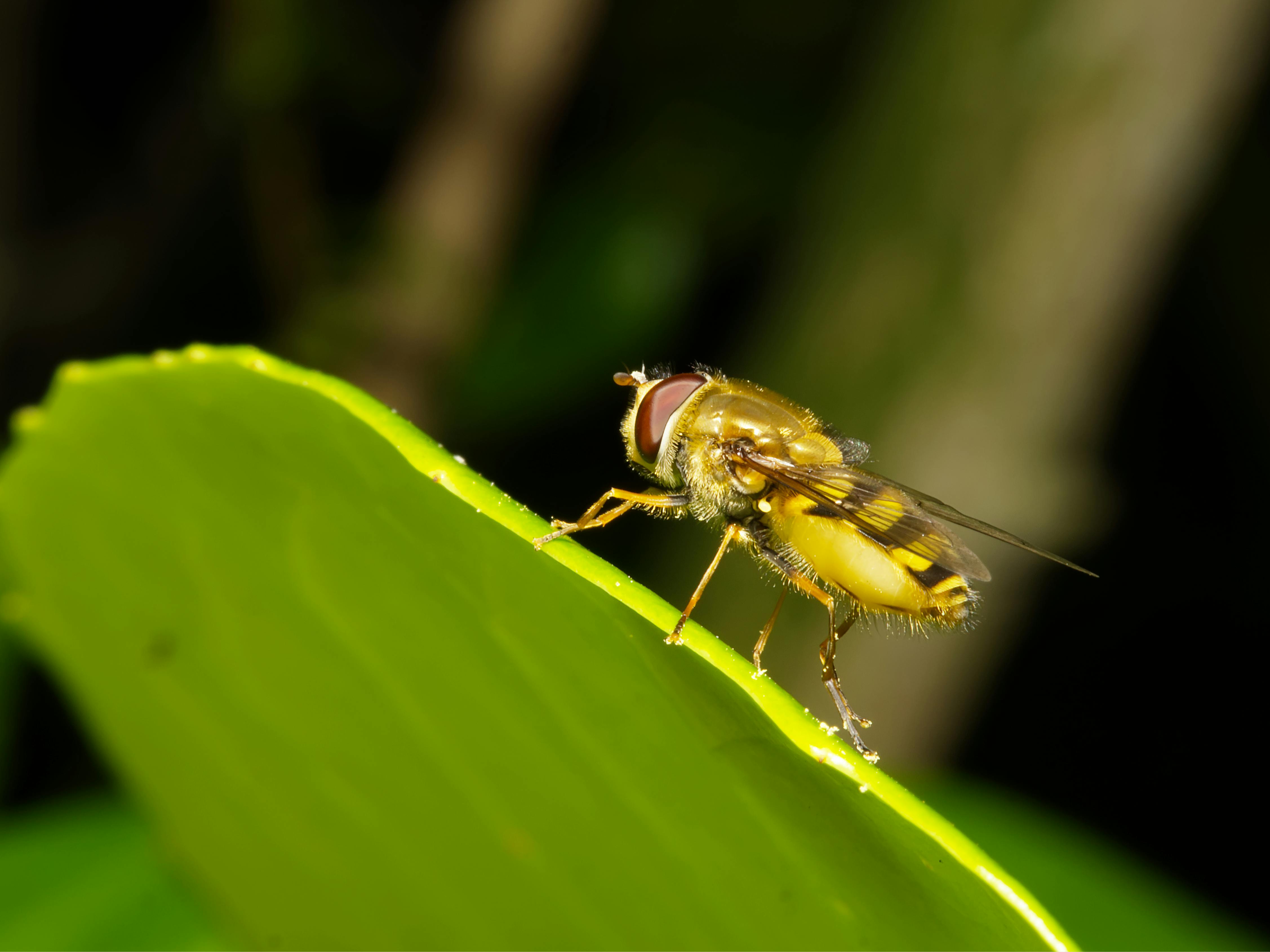 Povrchni Micro Photos, Download The BEST Free Povrchni Micro Stock ...