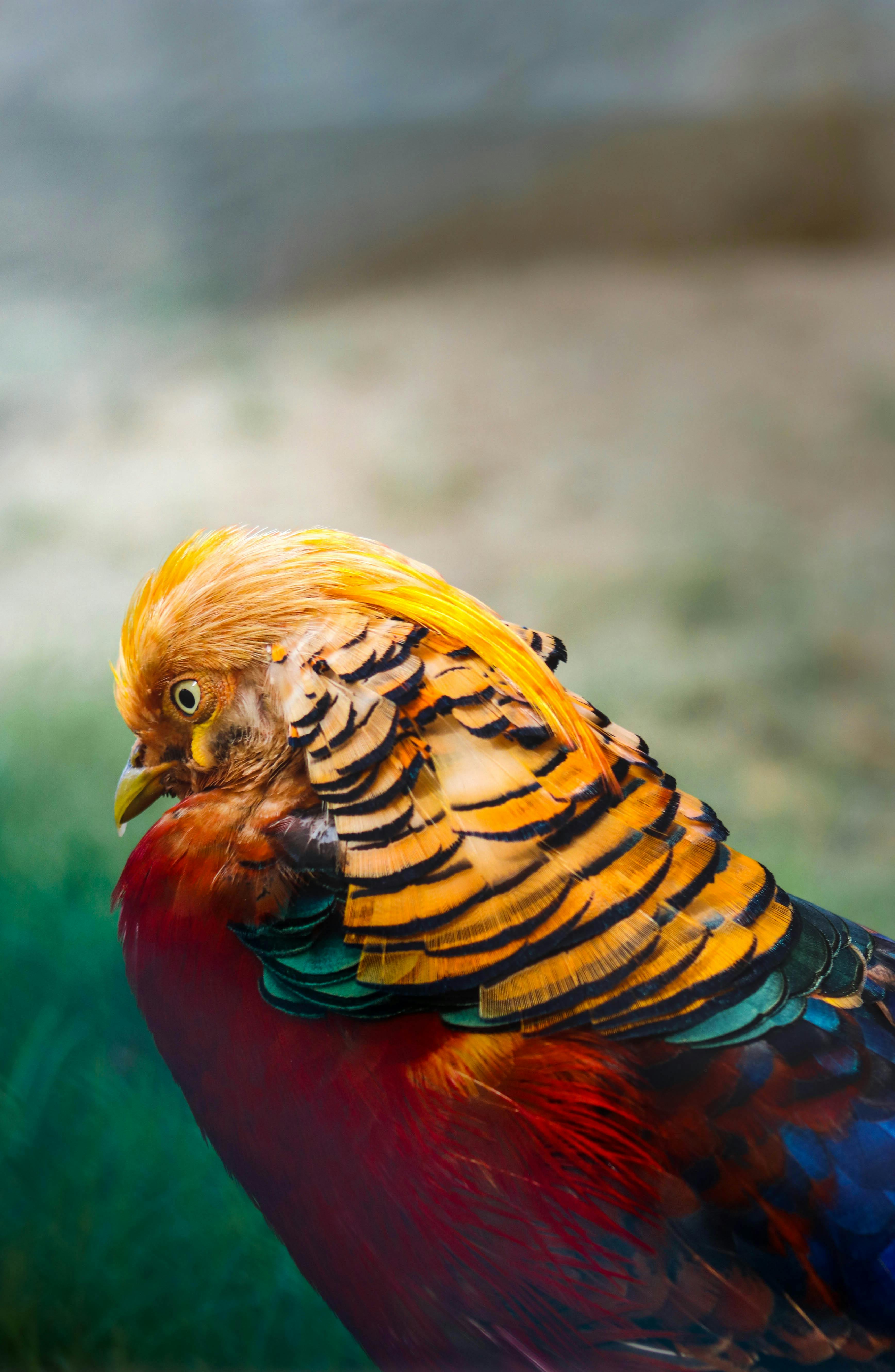 Liger Animal Photos, Download The BEST Free Liger Animal Stock Photos ...