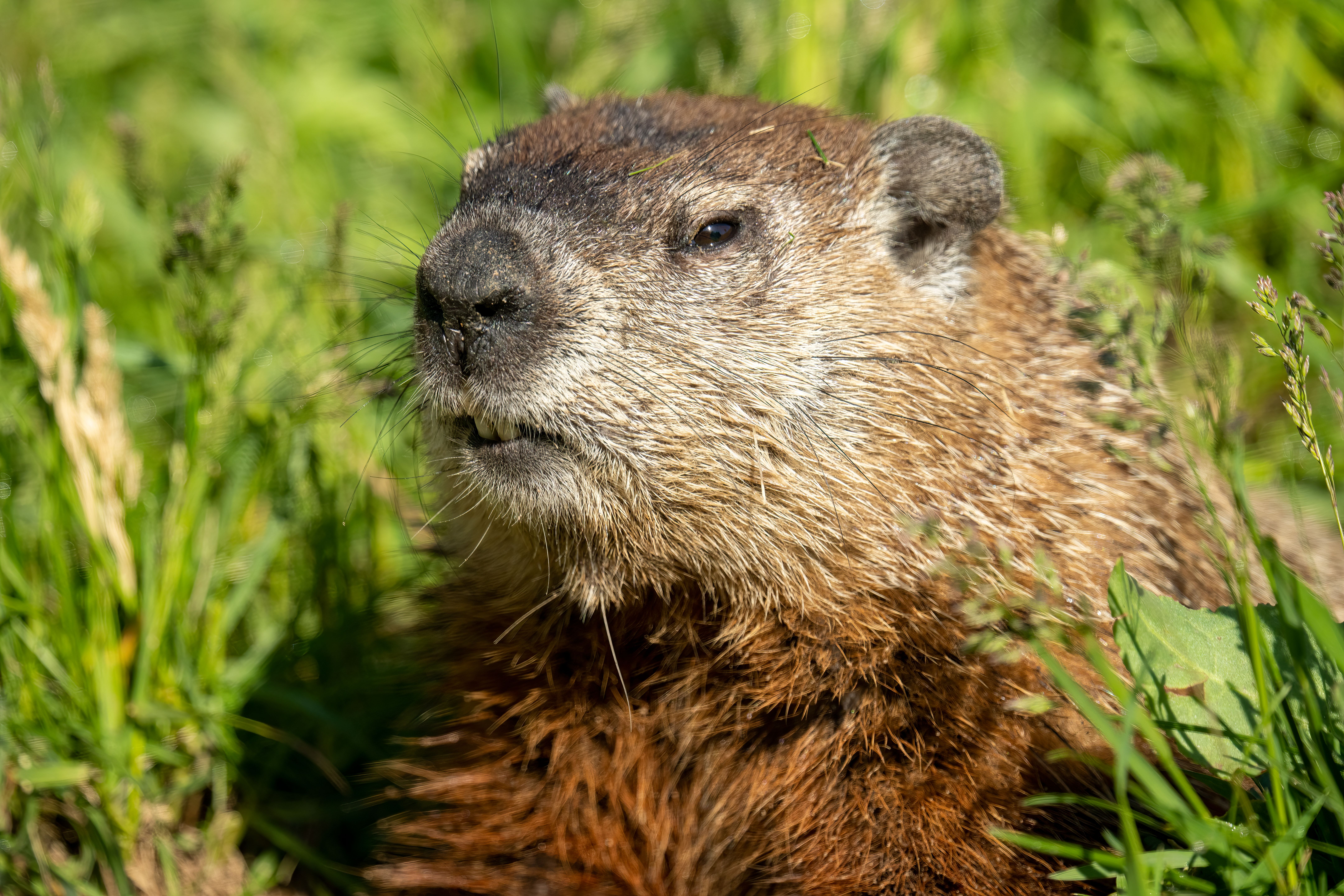 Close-up of a Groundhog in Wabasha Minnesota · Free Stock Photo