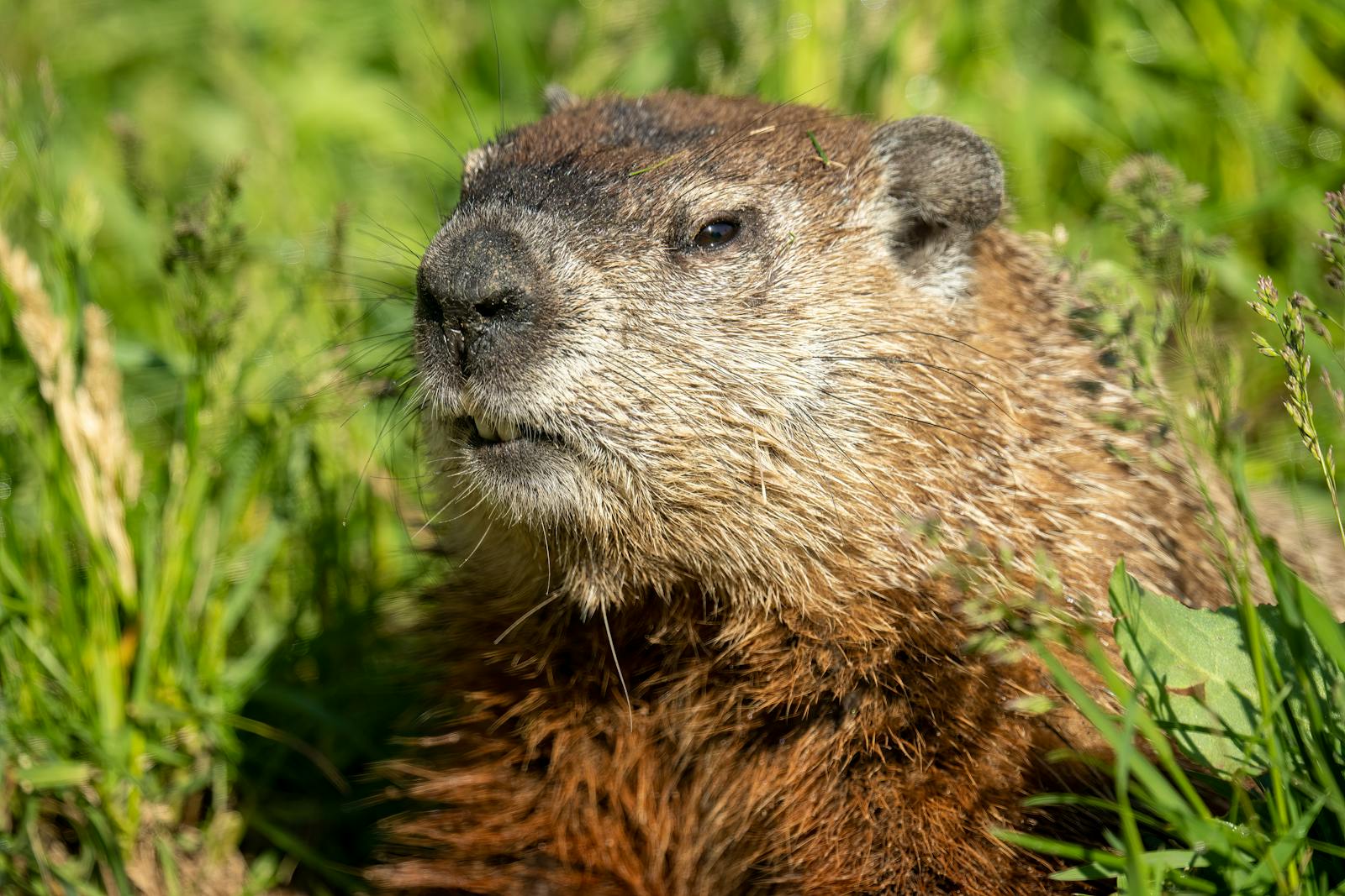 Groundhog Photos, Download The BEST Free Groundhog Stock Photos & HD Images