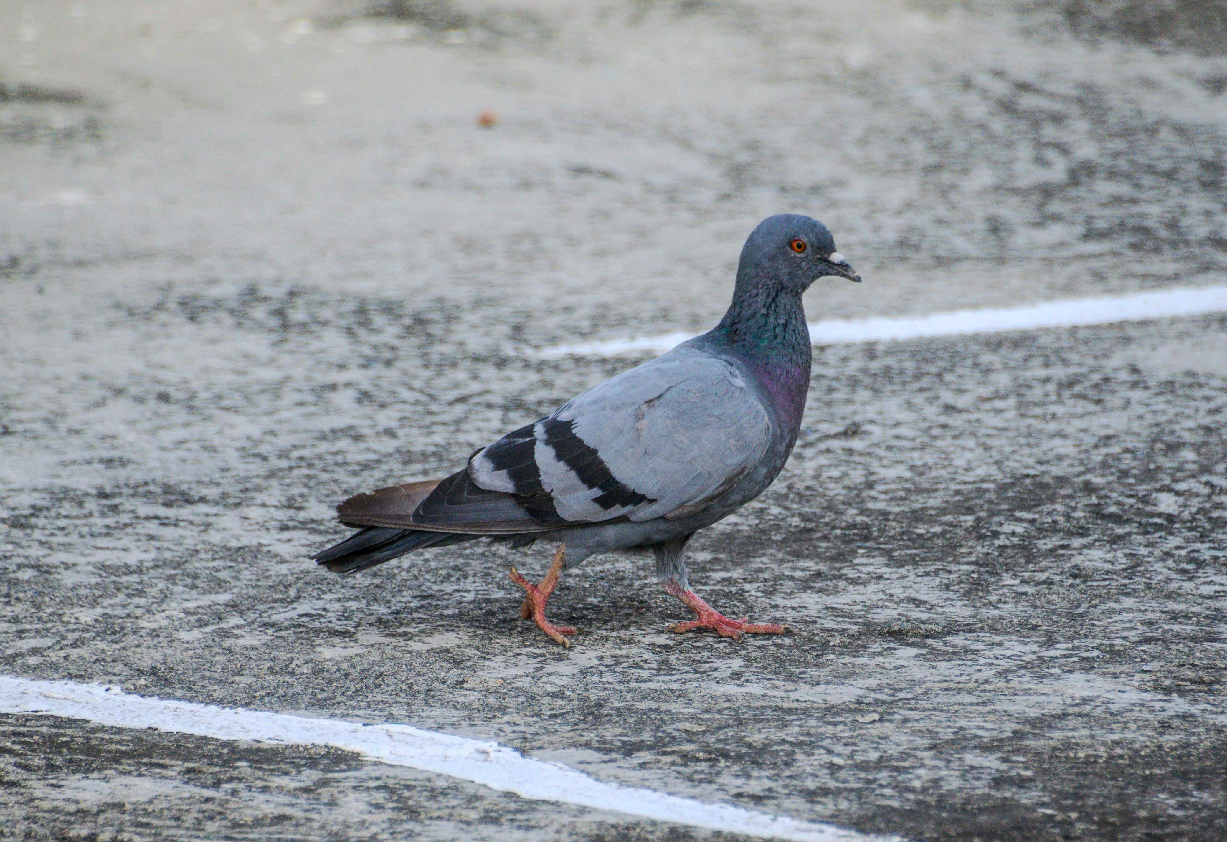 Liger Animal Photos, Download The BEST Free Liger Animal Stock Photos ...