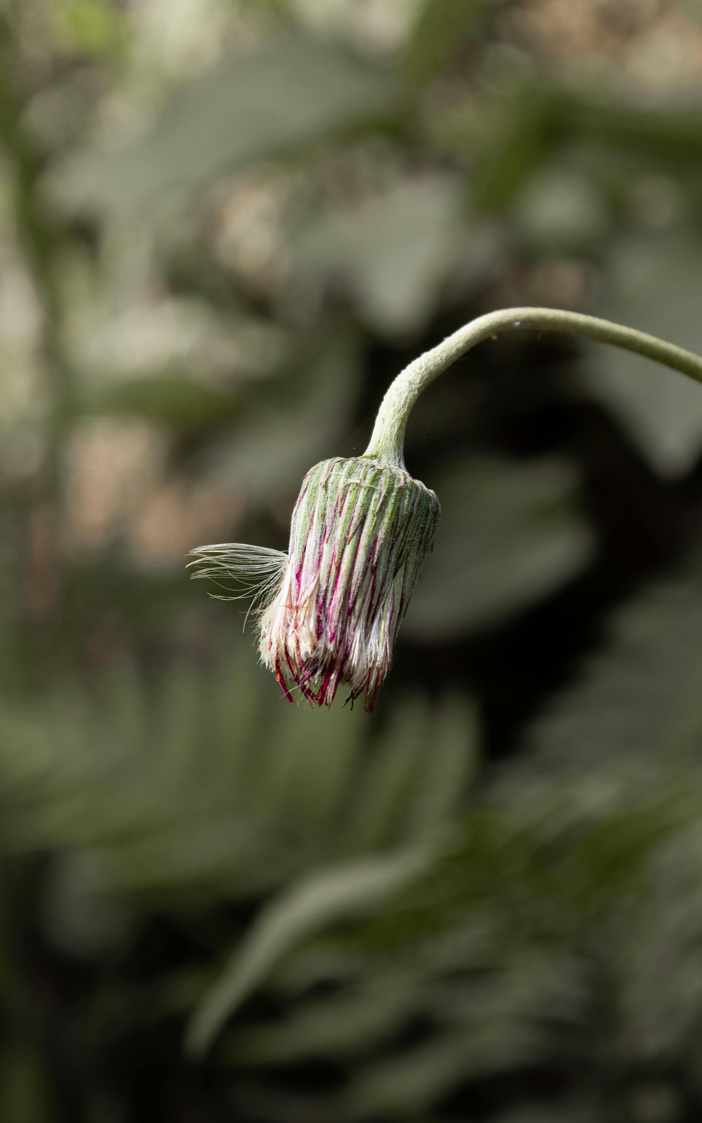 Drooping Flower Photos, Download The BEST Free Drooping Flower Stock ...