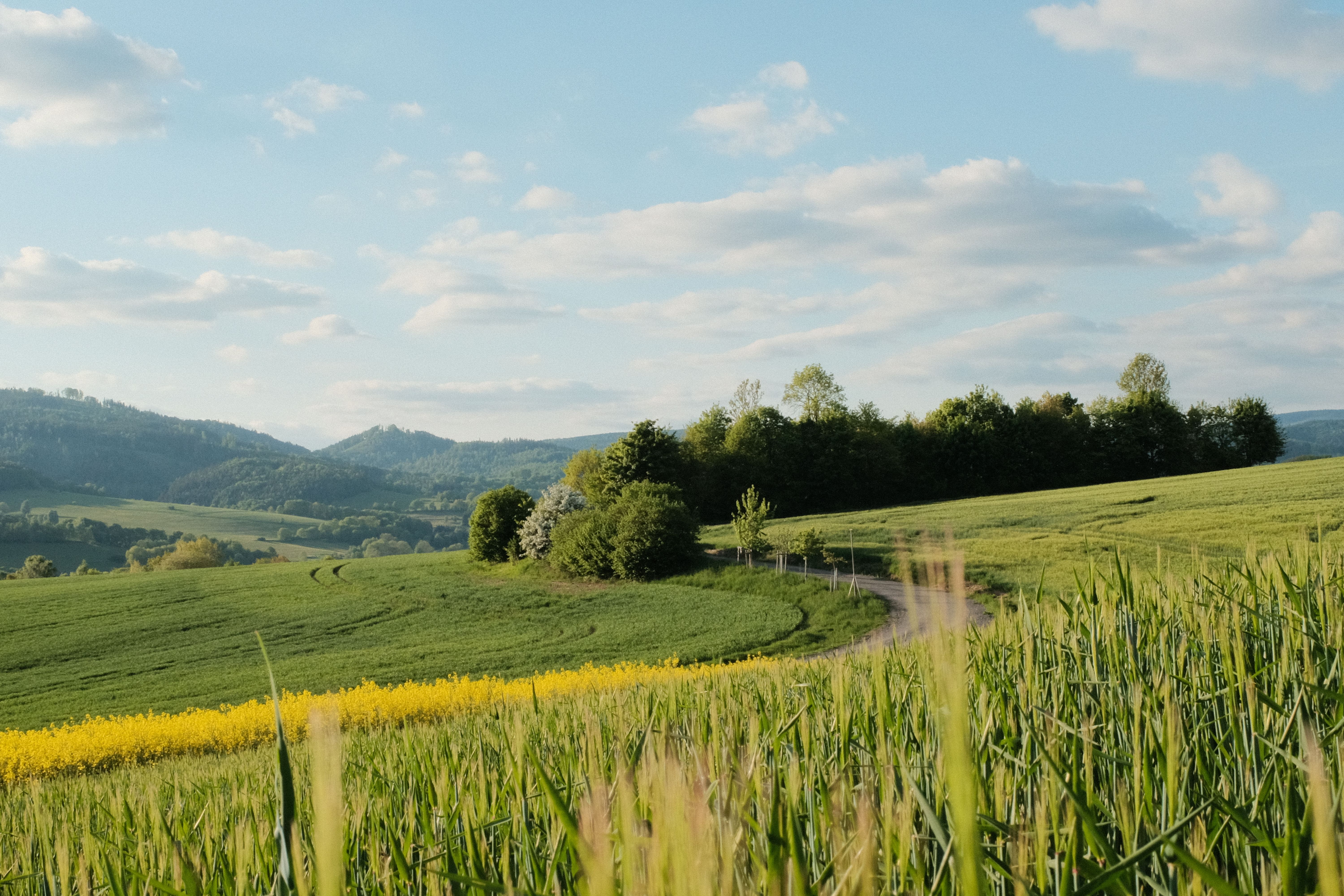 Sunny Countryside Landscape with Green Fields · Free Stock Photo