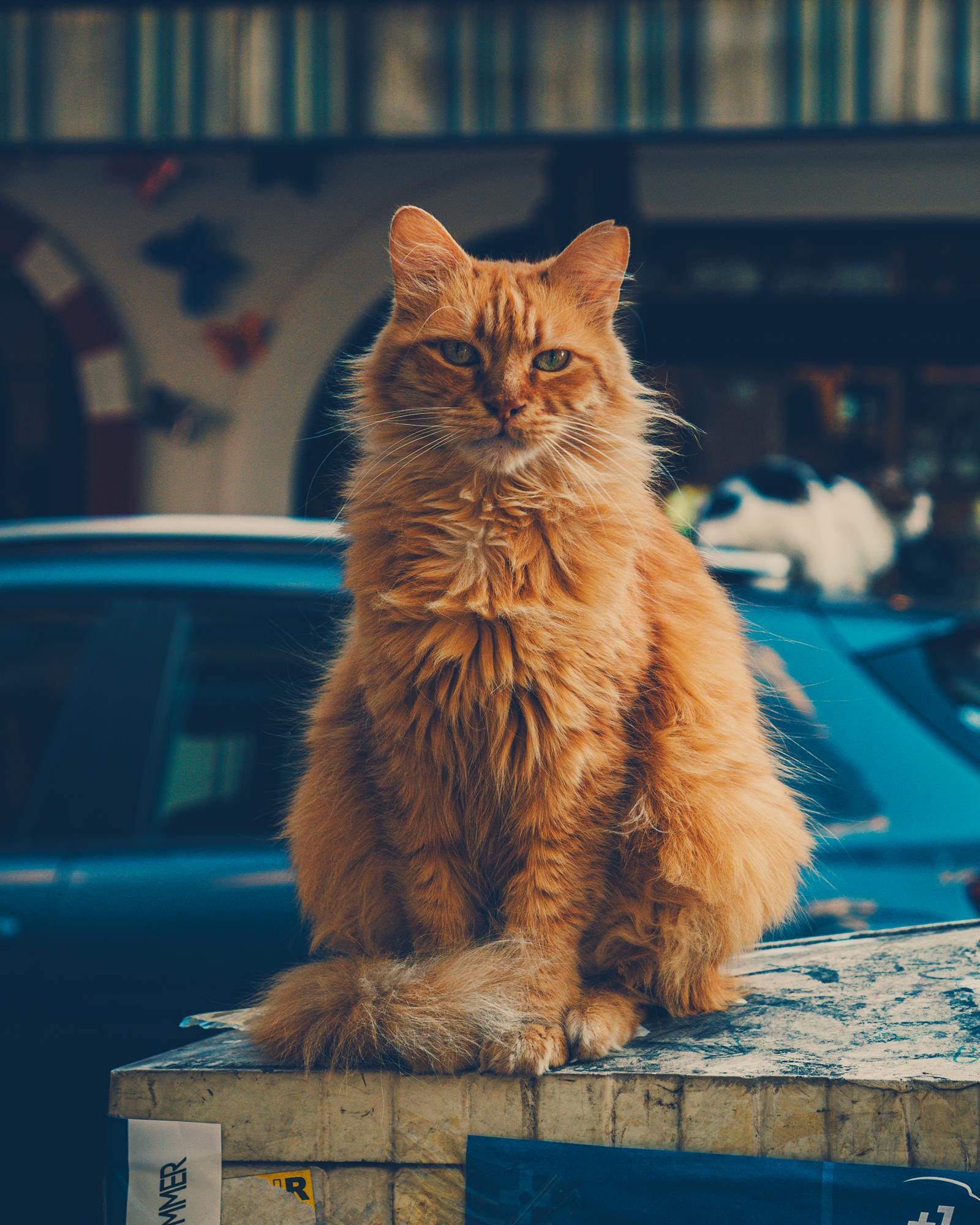 Regal Cat Sitting Tall Photos, Download The BEST Free Regal Cat Sitting ...