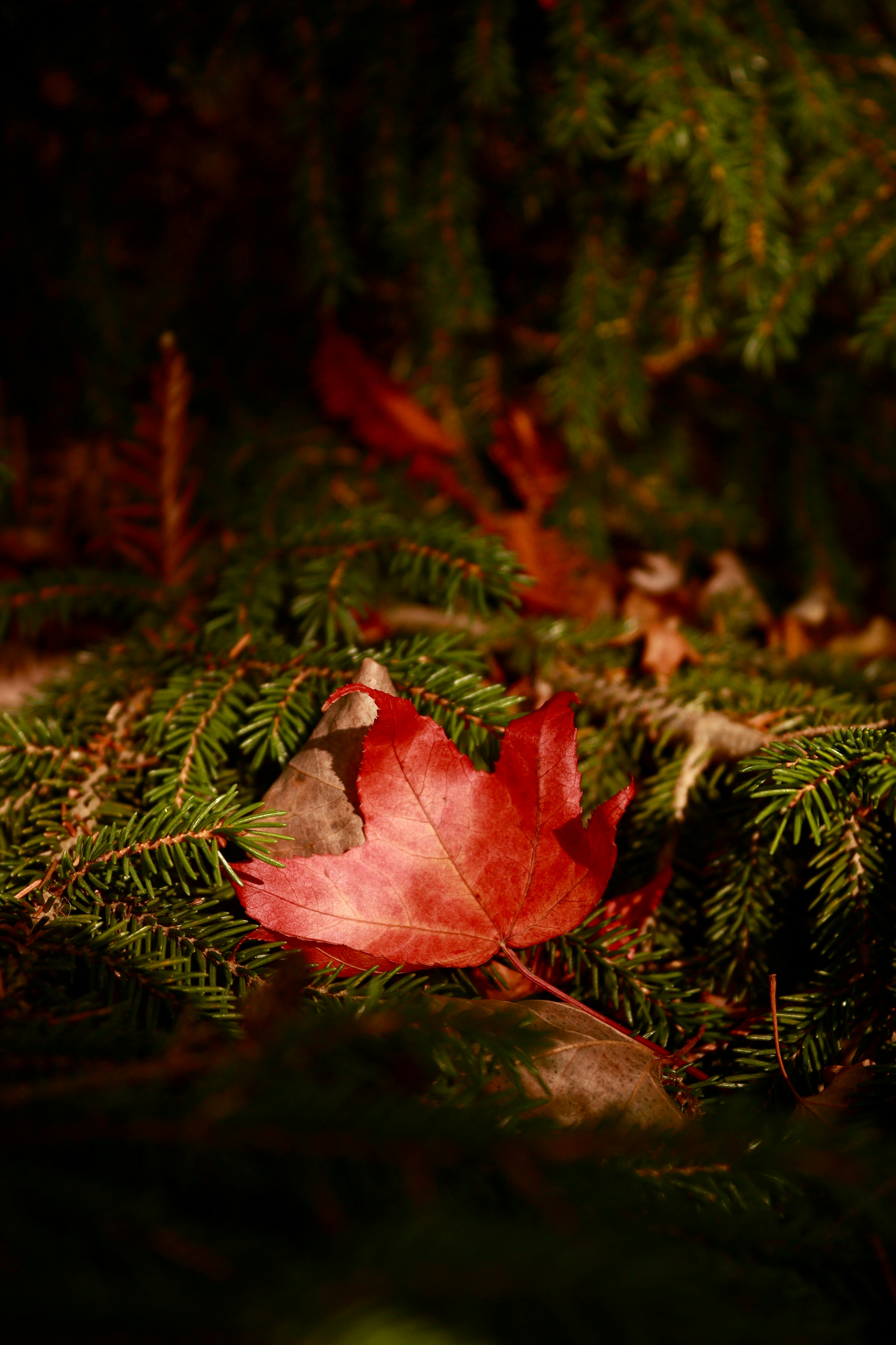 Ground Foliage Photos, Download The BEST Free Ground Foliage Stock ...