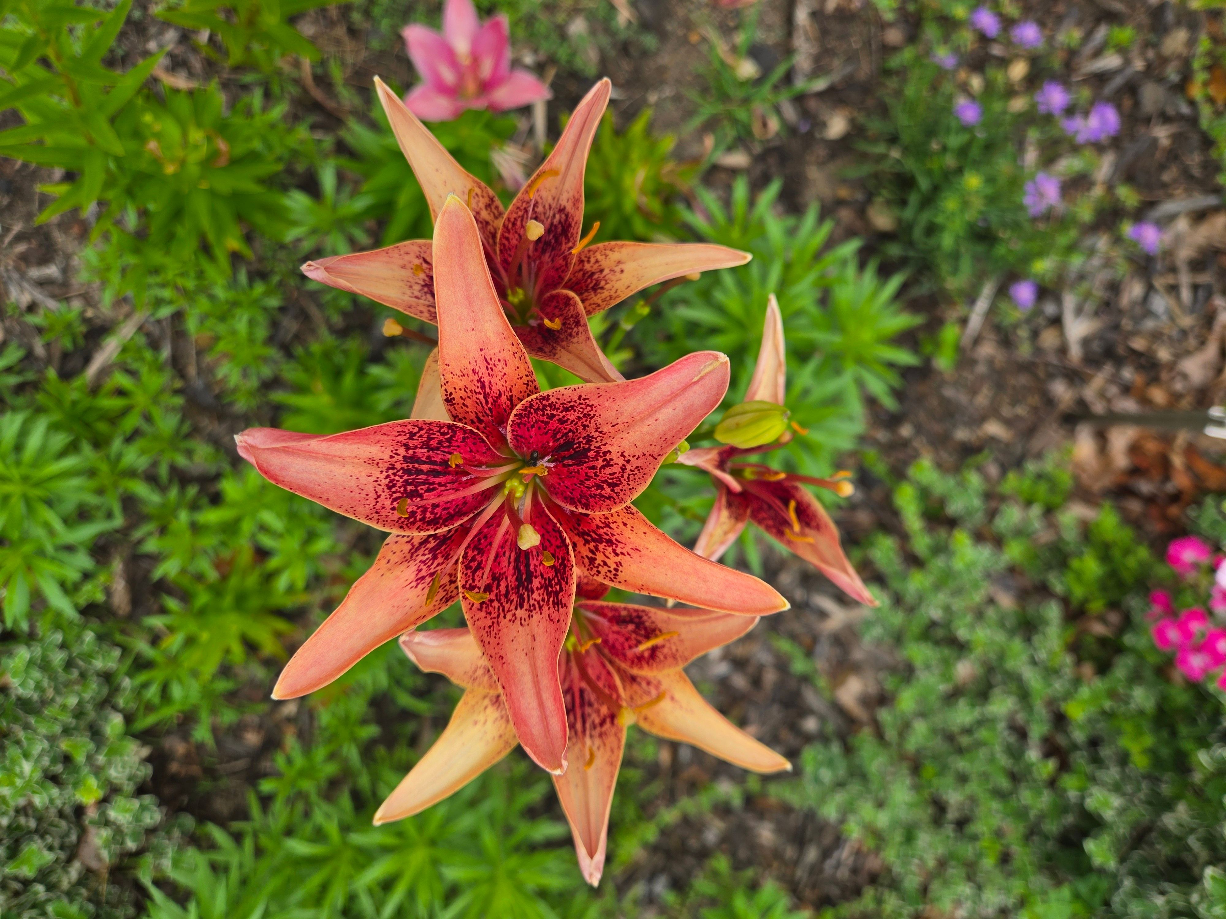 Vibrant Lilies in Bloom from Above · Free Stock Photo