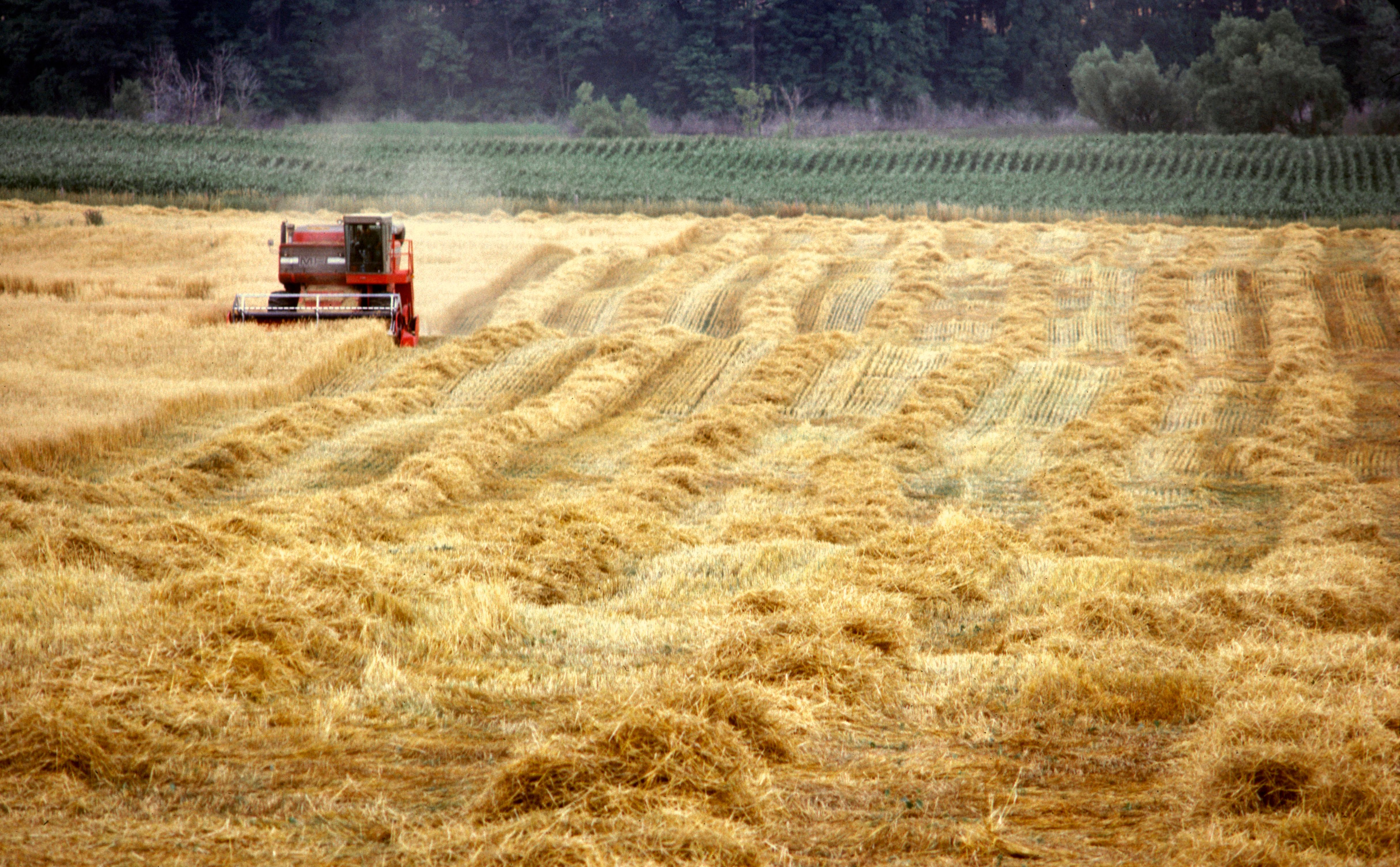 Golden Wheat Field Harvest in Brant, Ontario · Free Stock Photo