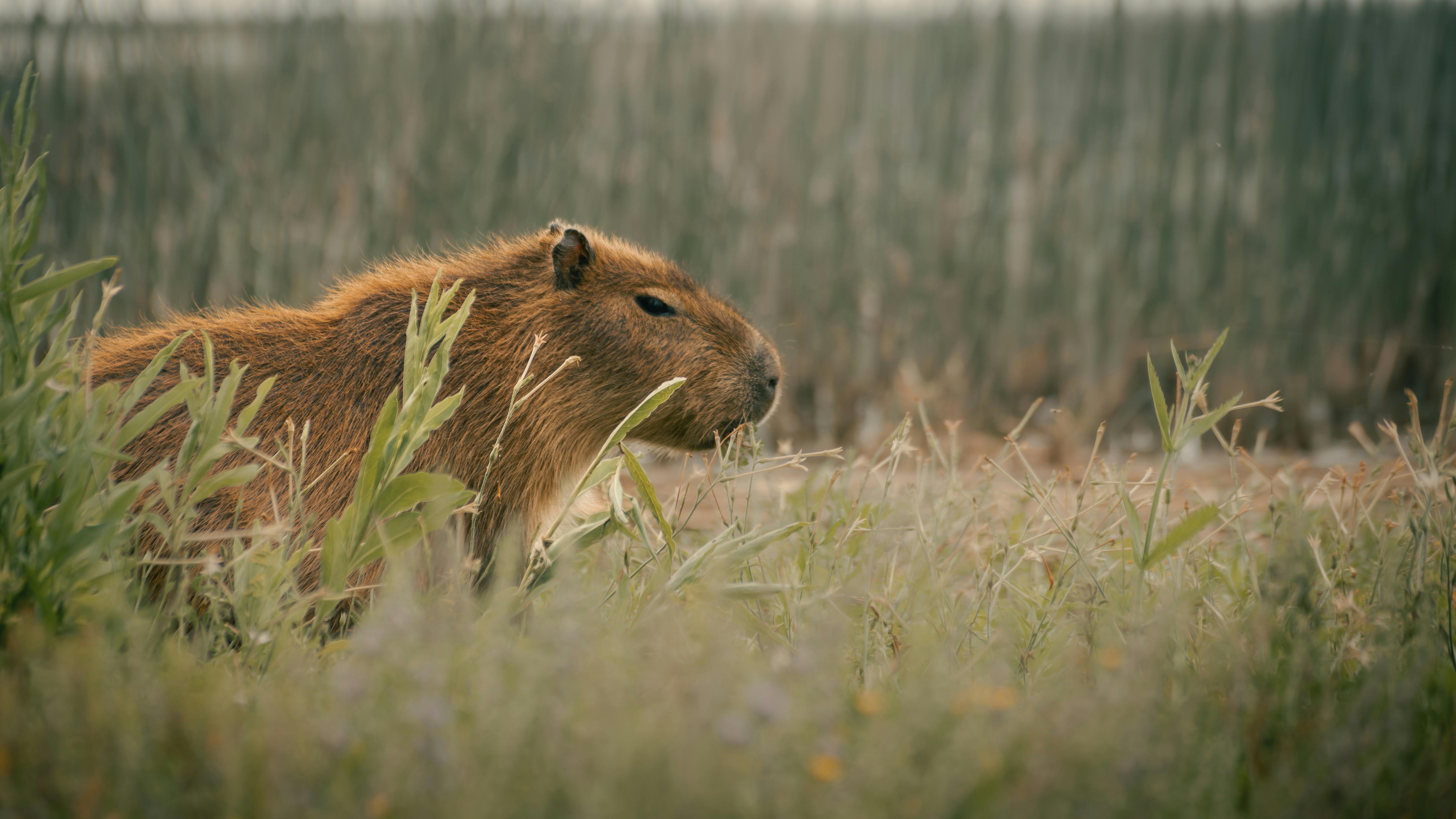 Capybara Wallpapers Photos, Download The BEST Free Capybara Wallpapers ...