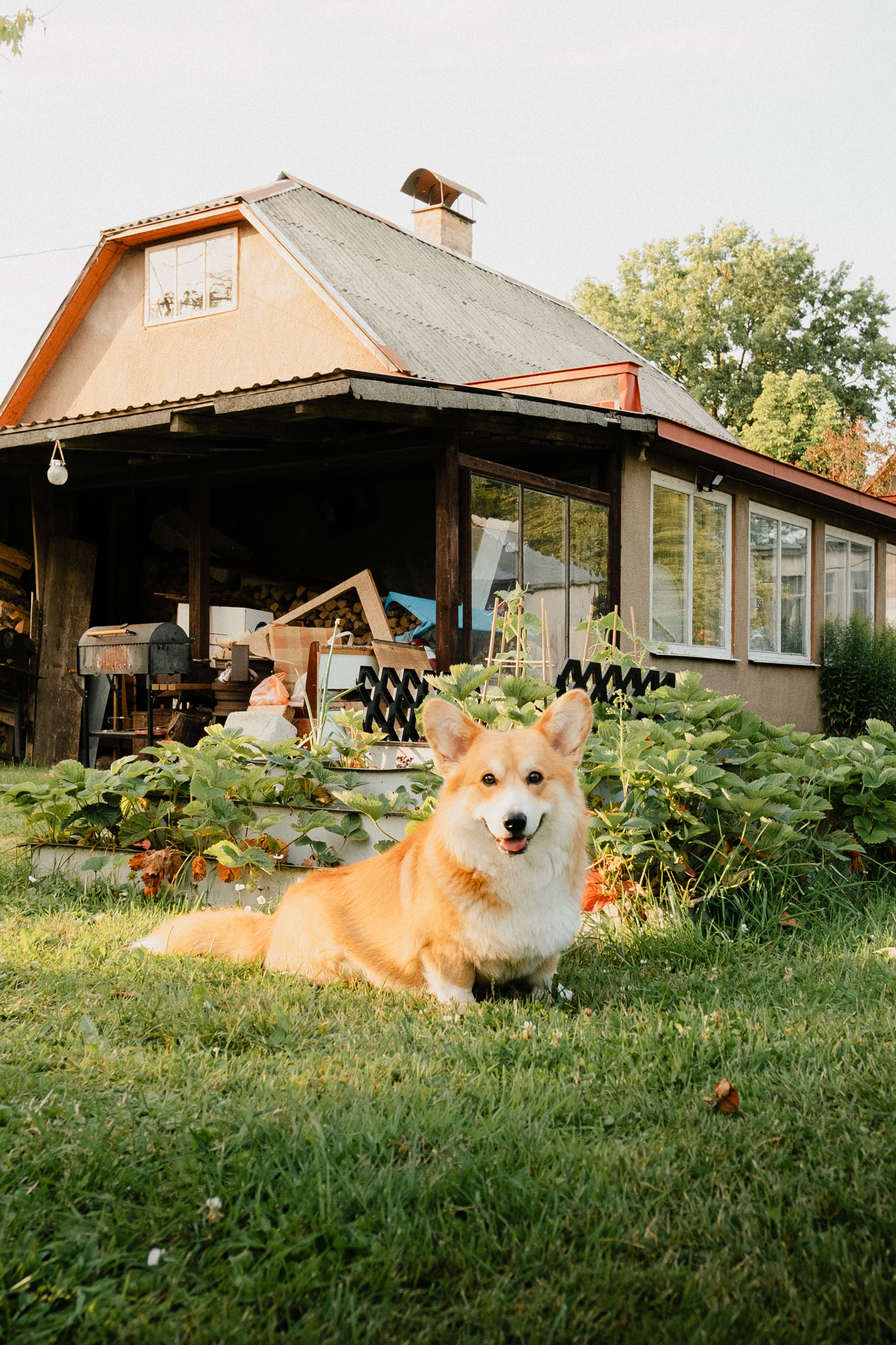 Dog House Photos, Download The BEST Free Dog House Stock Photos & HD Images