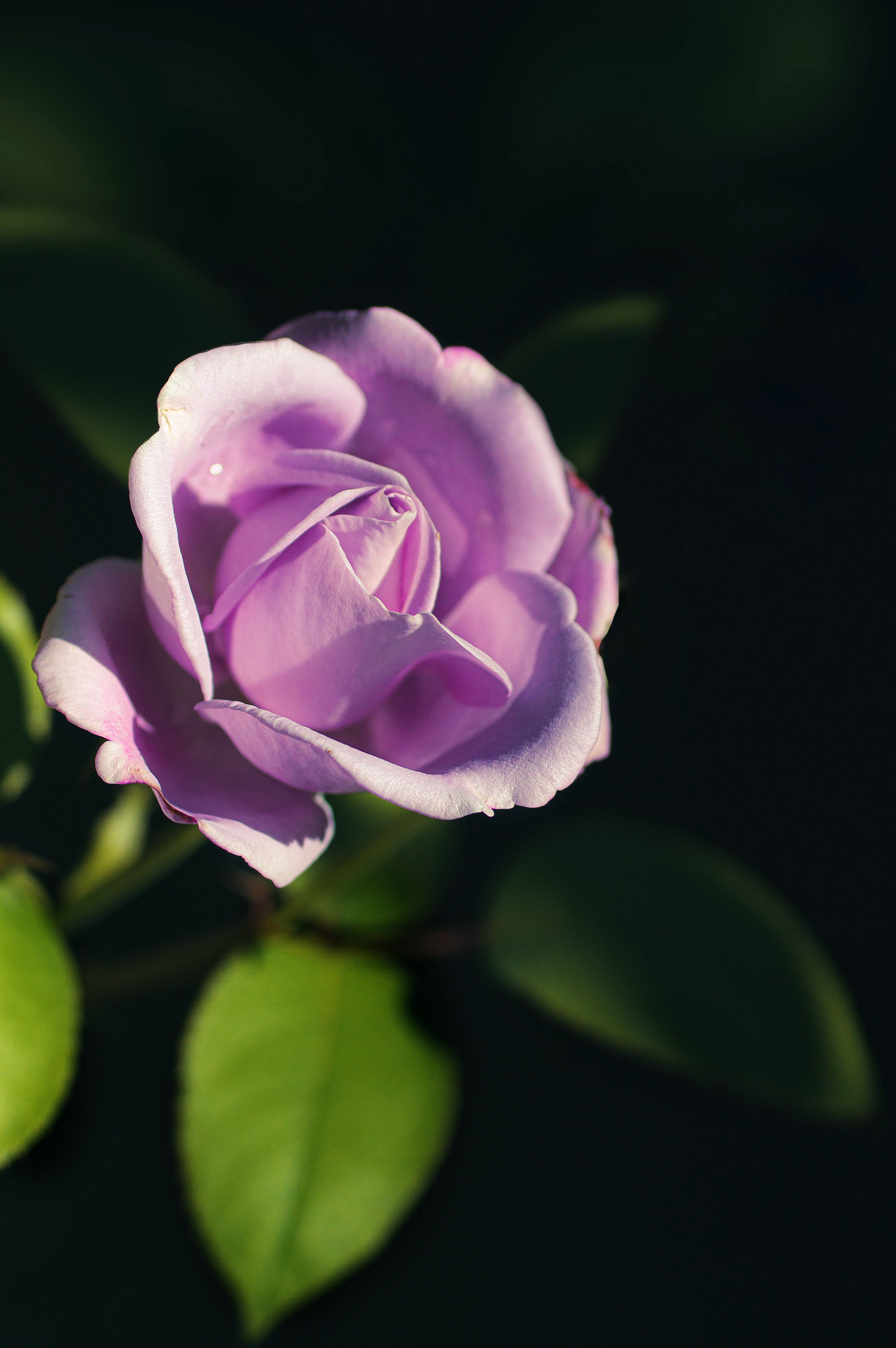 Lavender Rose Photos, Download The BEST Free Lavender Rose Stock Photos ...