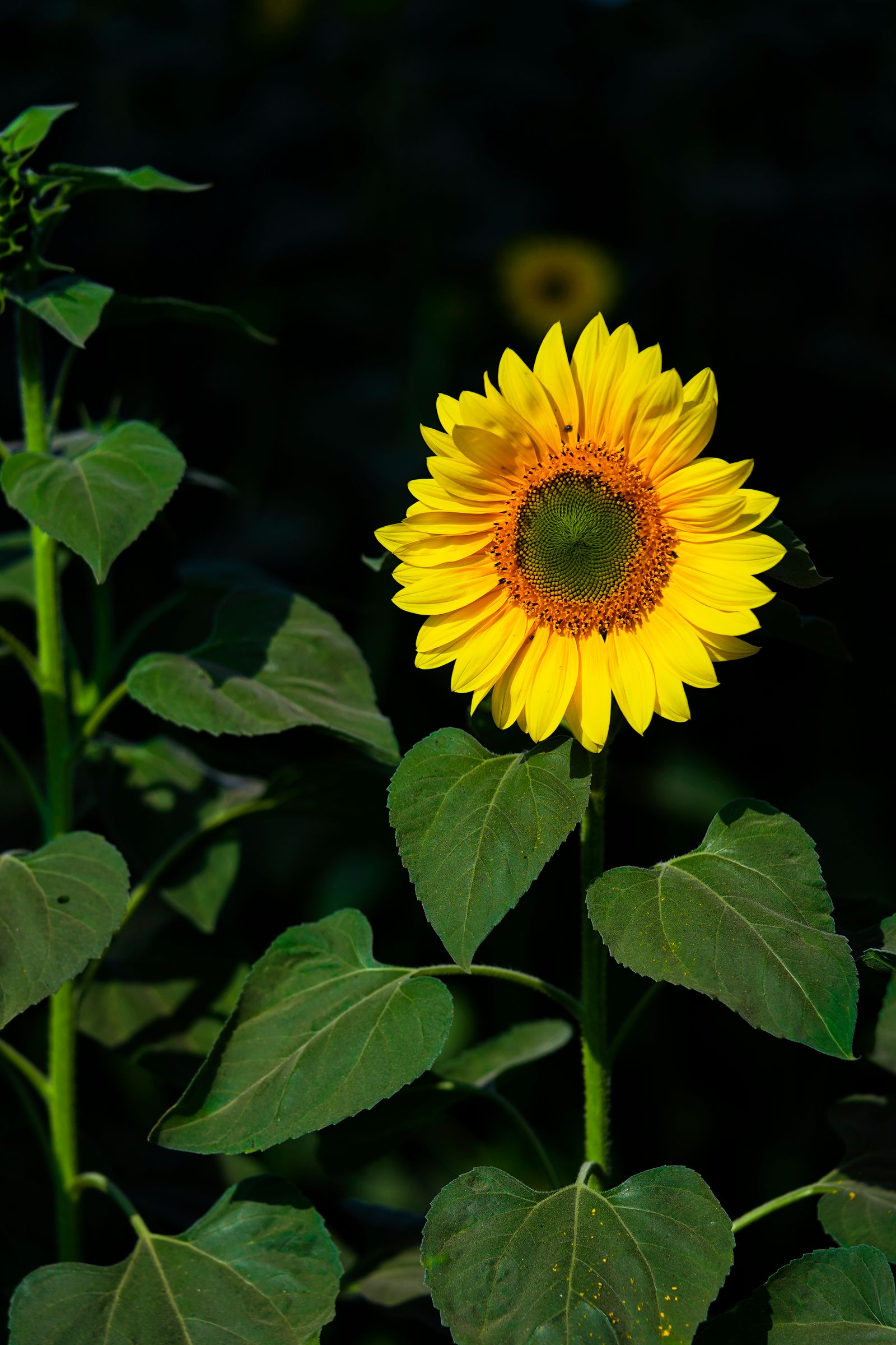 Nature Flower Photos, Download The BEST Free Nature Flower Stock Photos ...