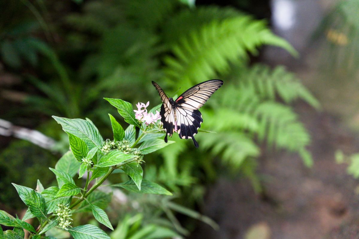 Butterfly Flying Photos, Download The BEST Free Butterfly Flying Stock ...
