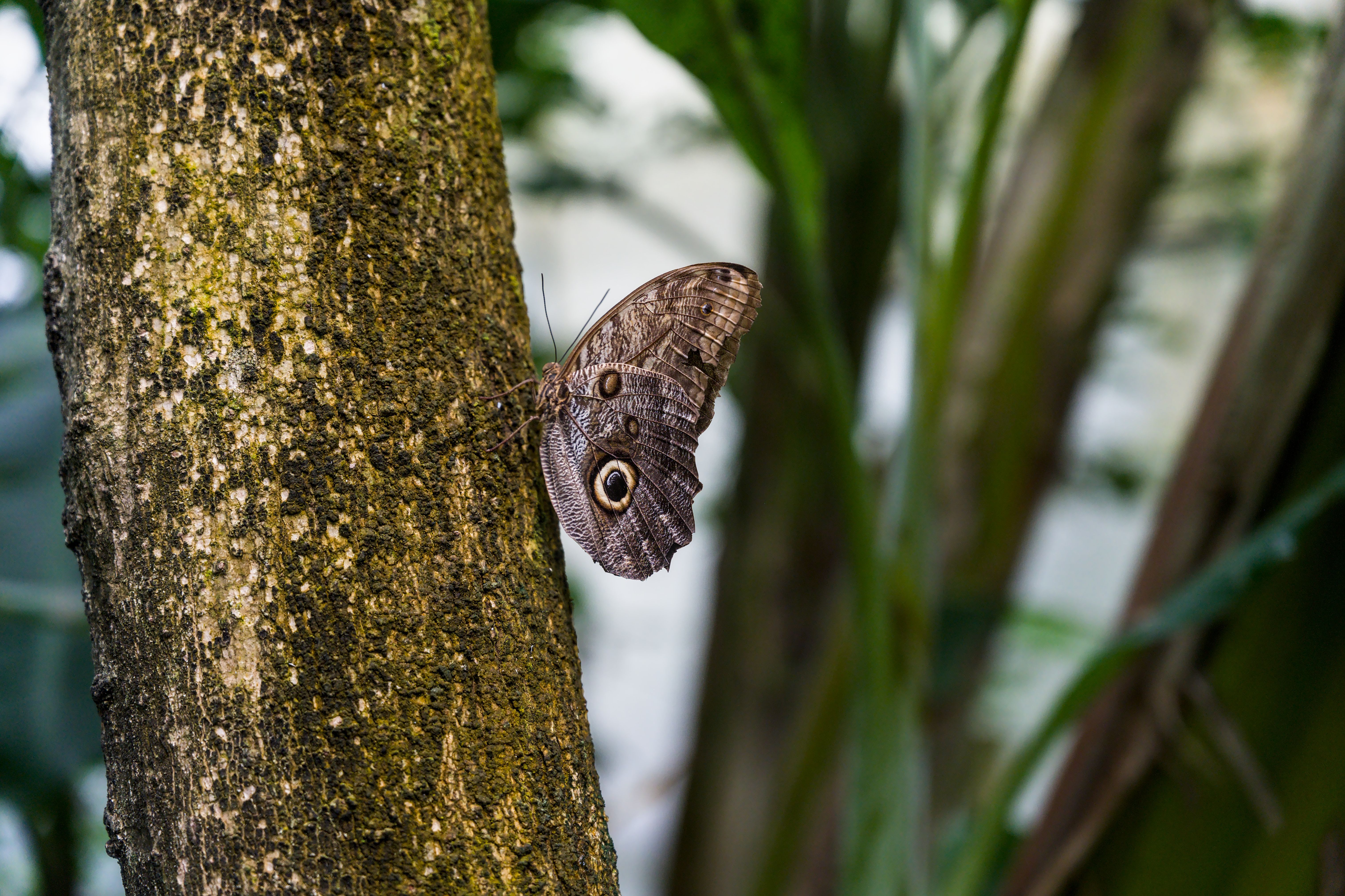 Close-up of Butterfly on Tree Trunk in Nature · Free Stock Photo