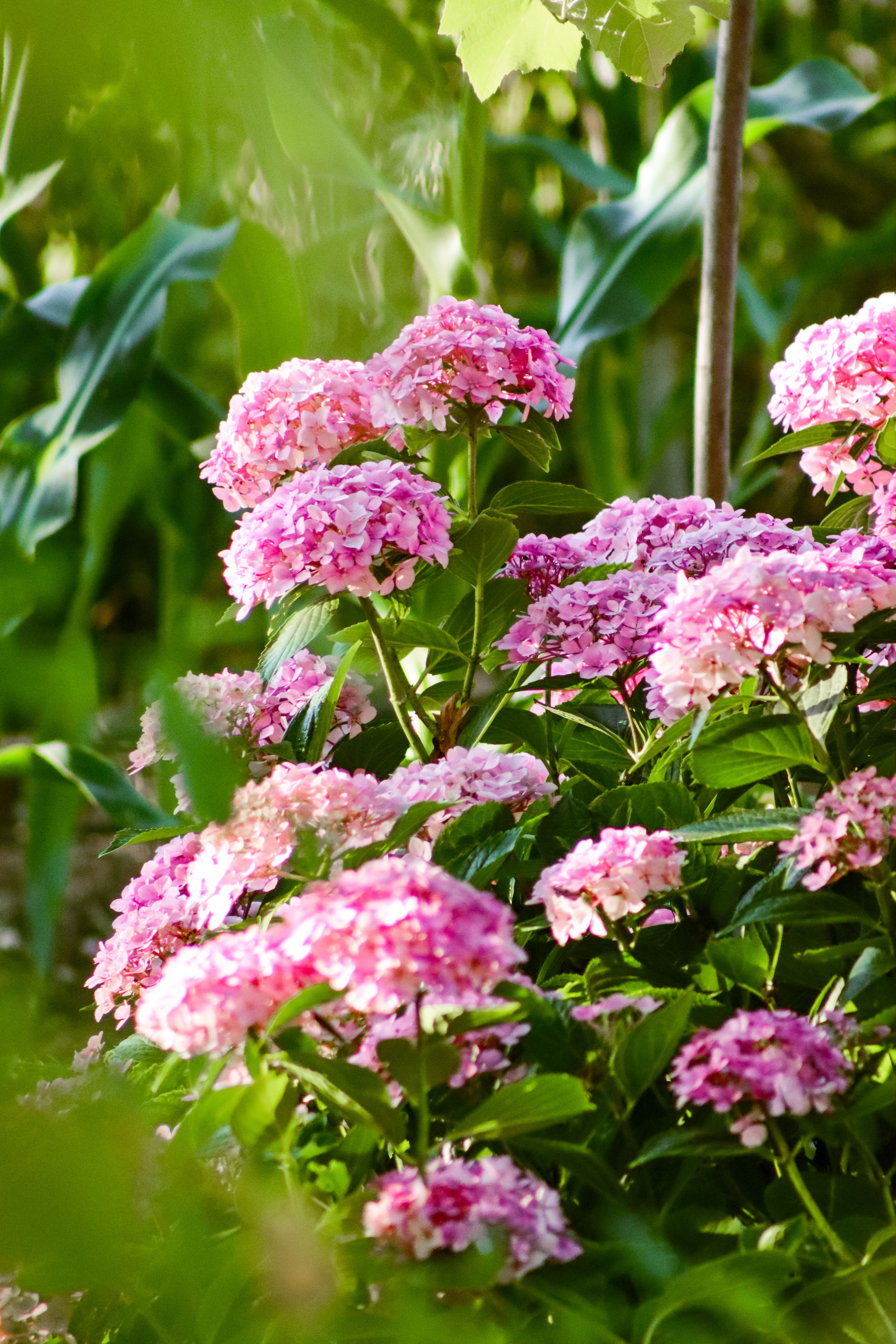 Vibrant Pink Hydrangeas in Bloom Outdoors · Free Stock Photo