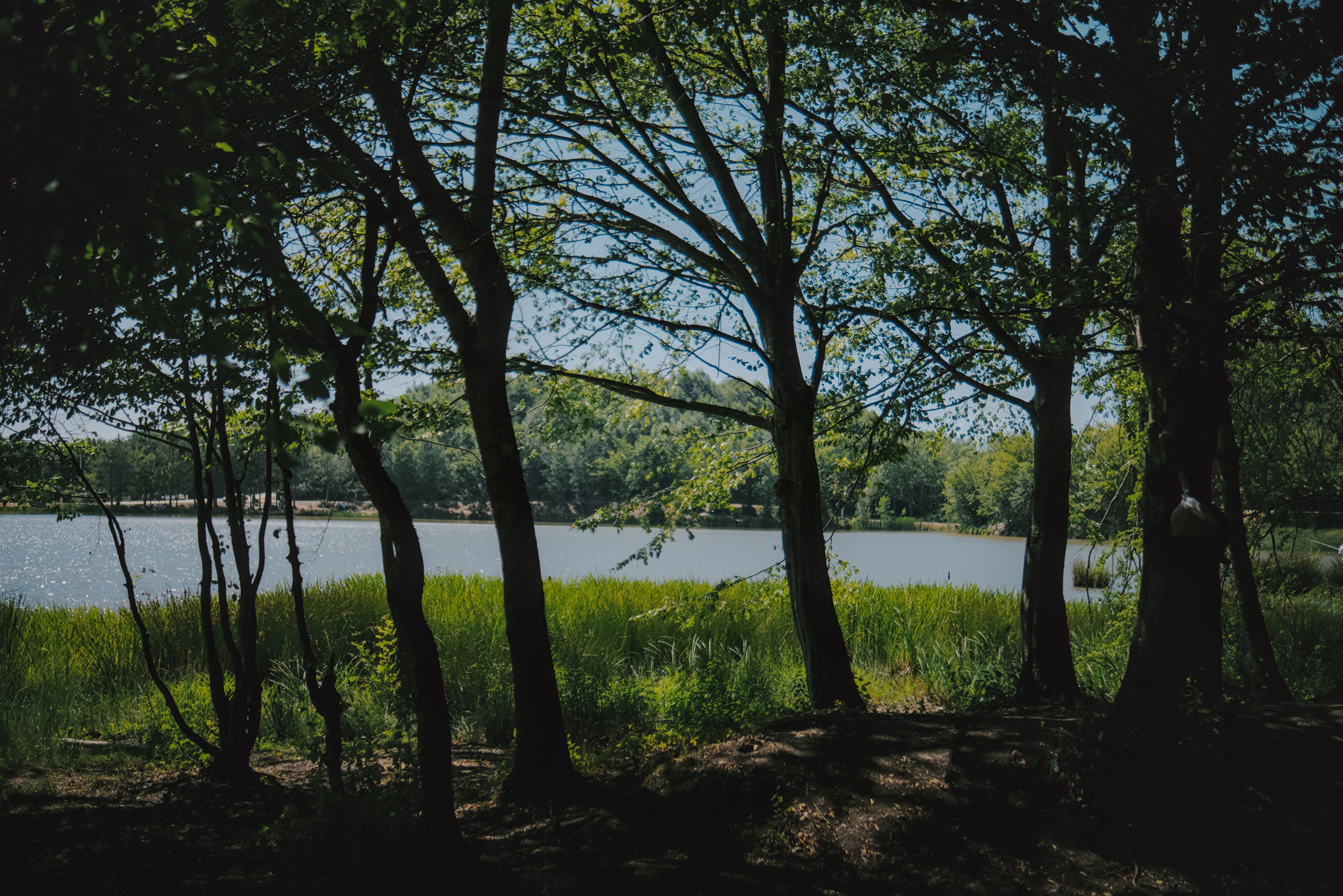 Serene Lakeside View Through Forest Trees · Free Stock Photo