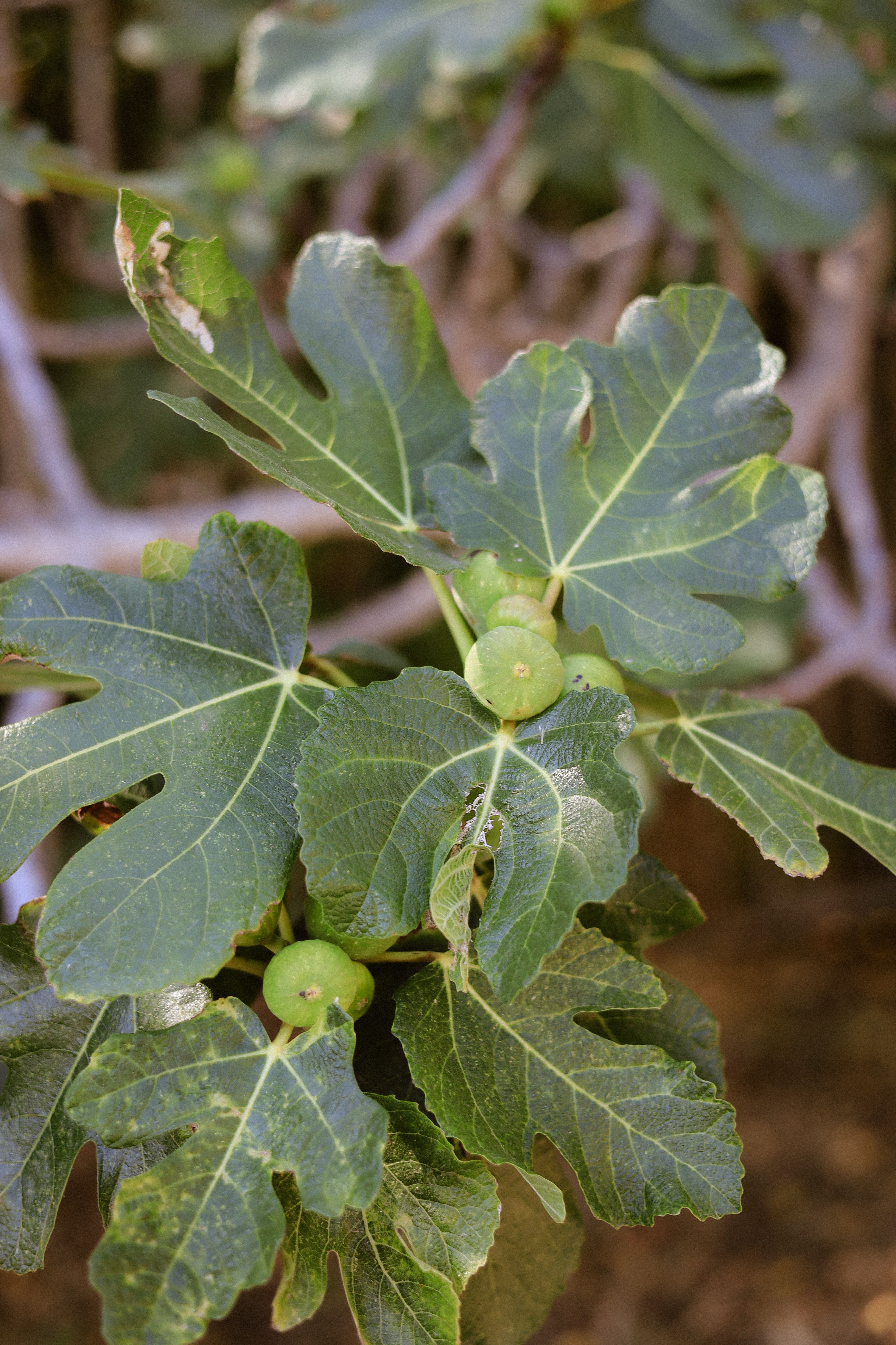 Fig Tree Photos, Download The BEST Free Fig Tree Stock Photos & HD Images