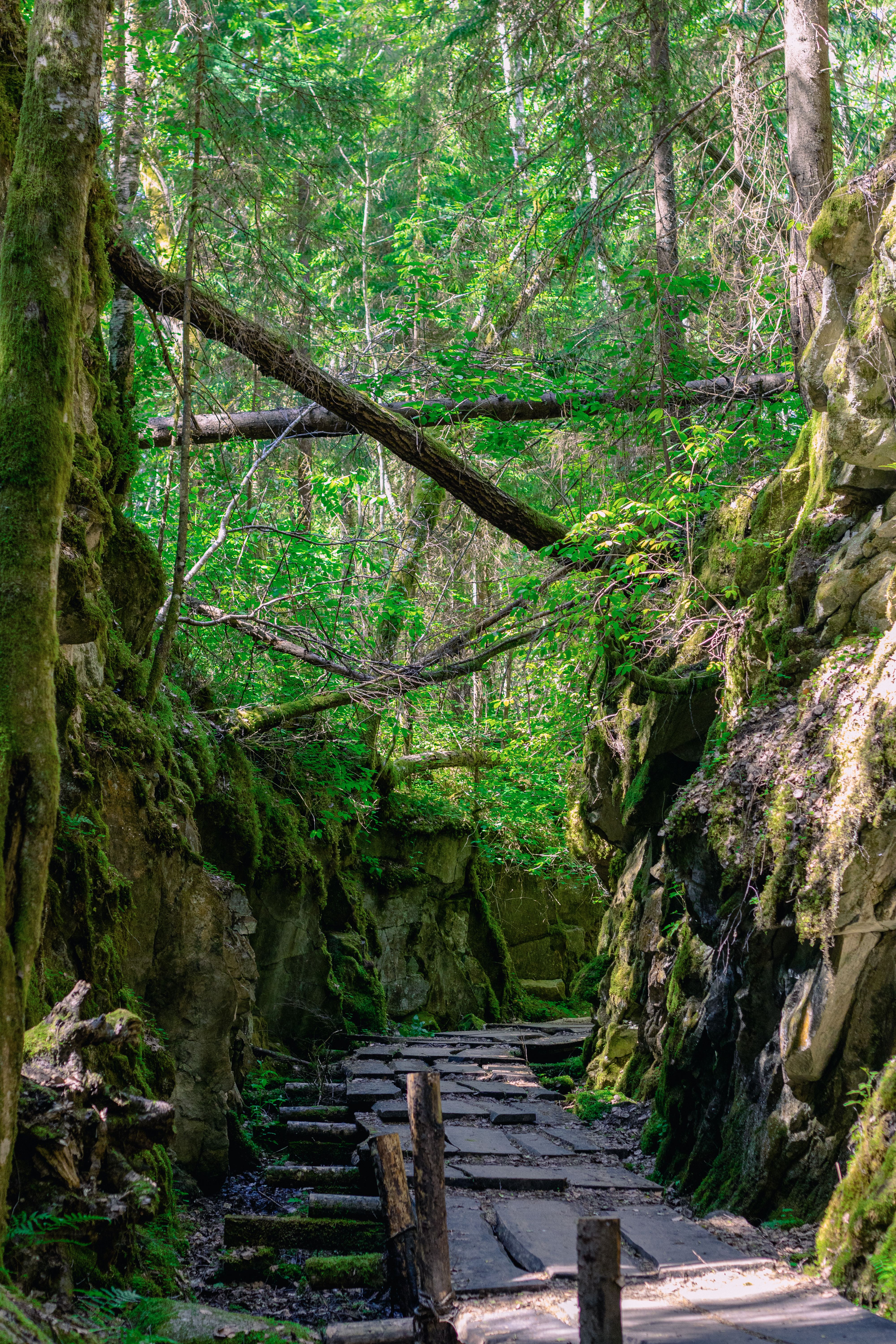 Wooden Path Through Forested Canyon · Free Stock Photo