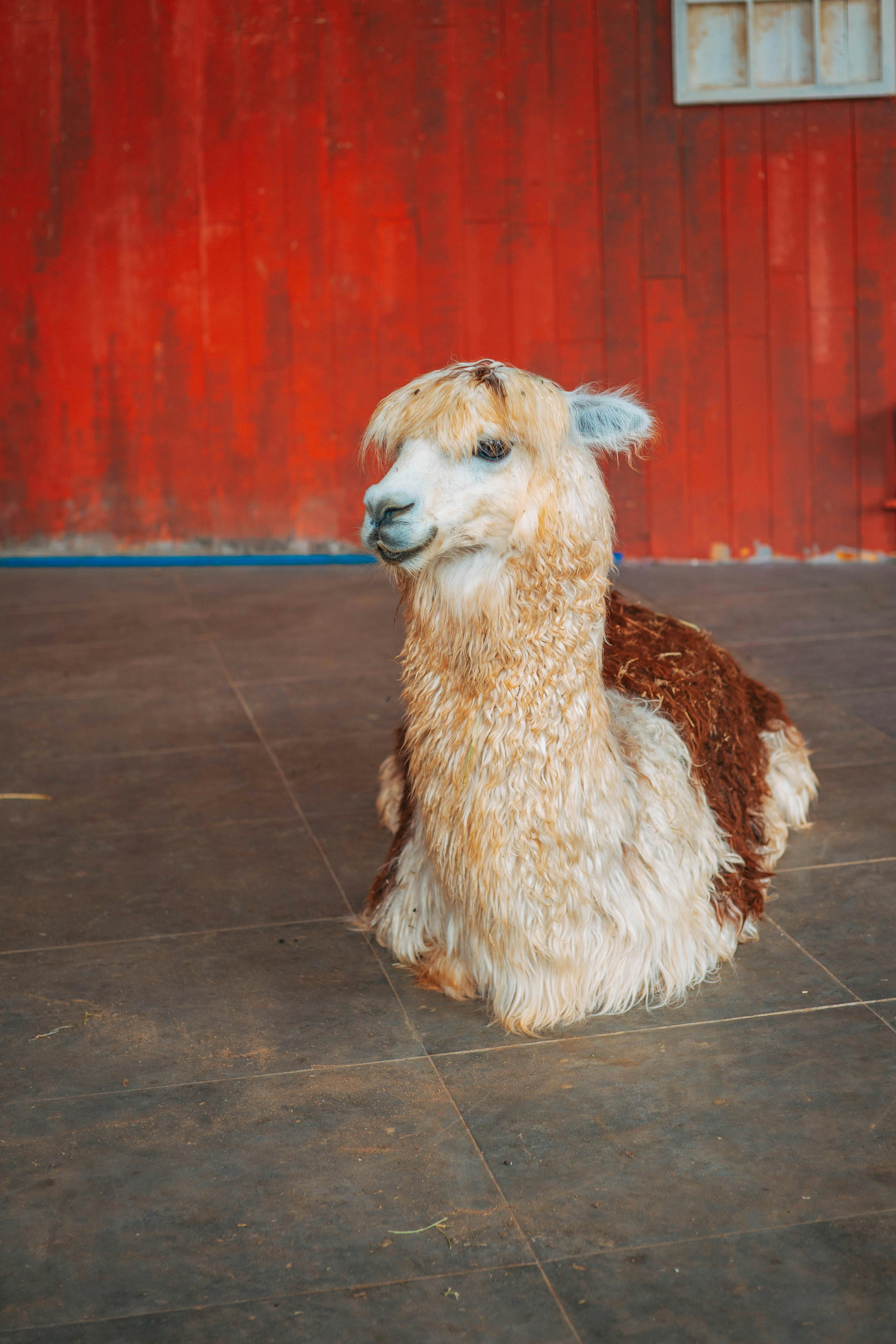 Adorable Alpaca Sitting Against Rustic Red Barn · Free Stock Photo