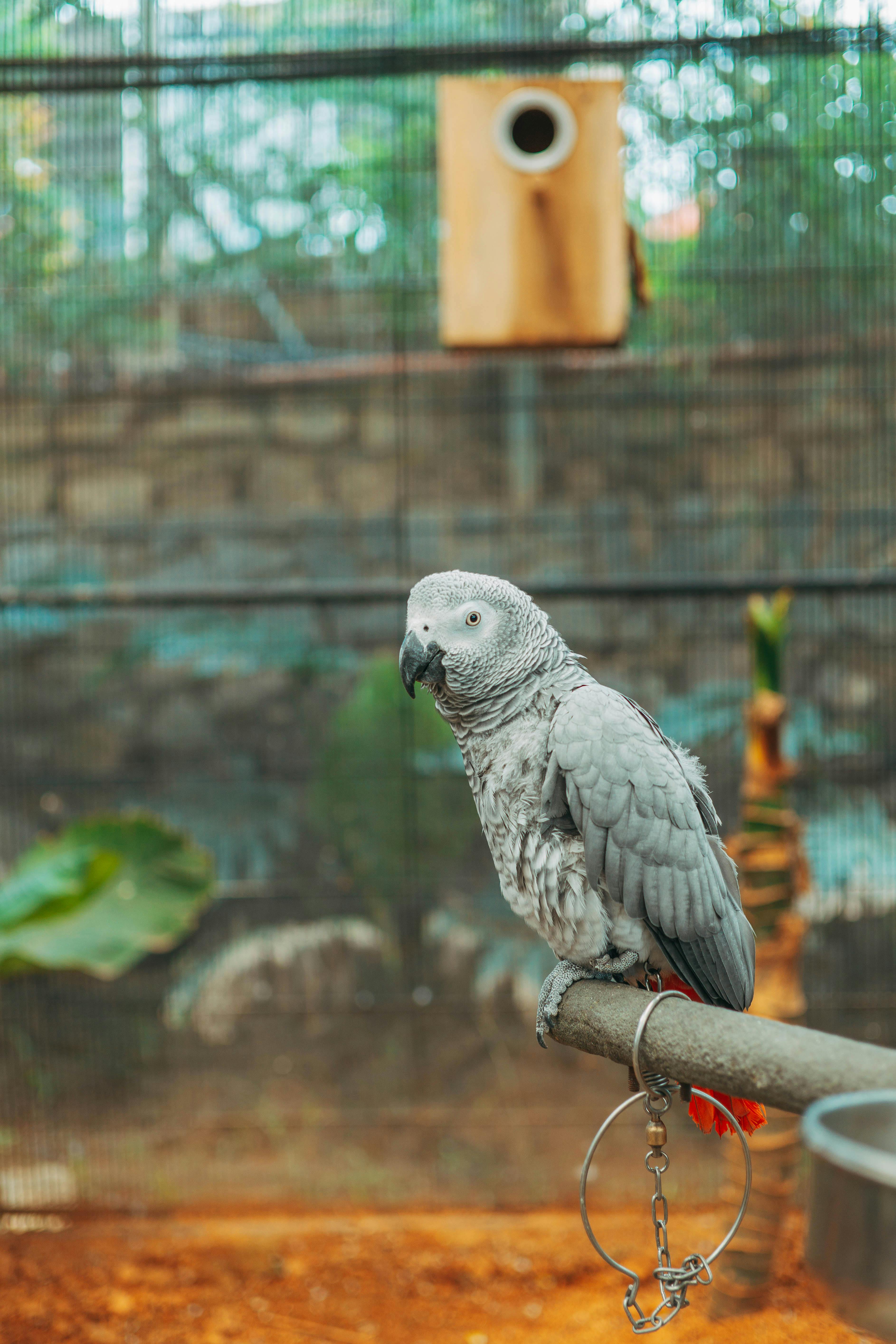 African Grey Parrot Perched in Aviary · Free Stock Photo