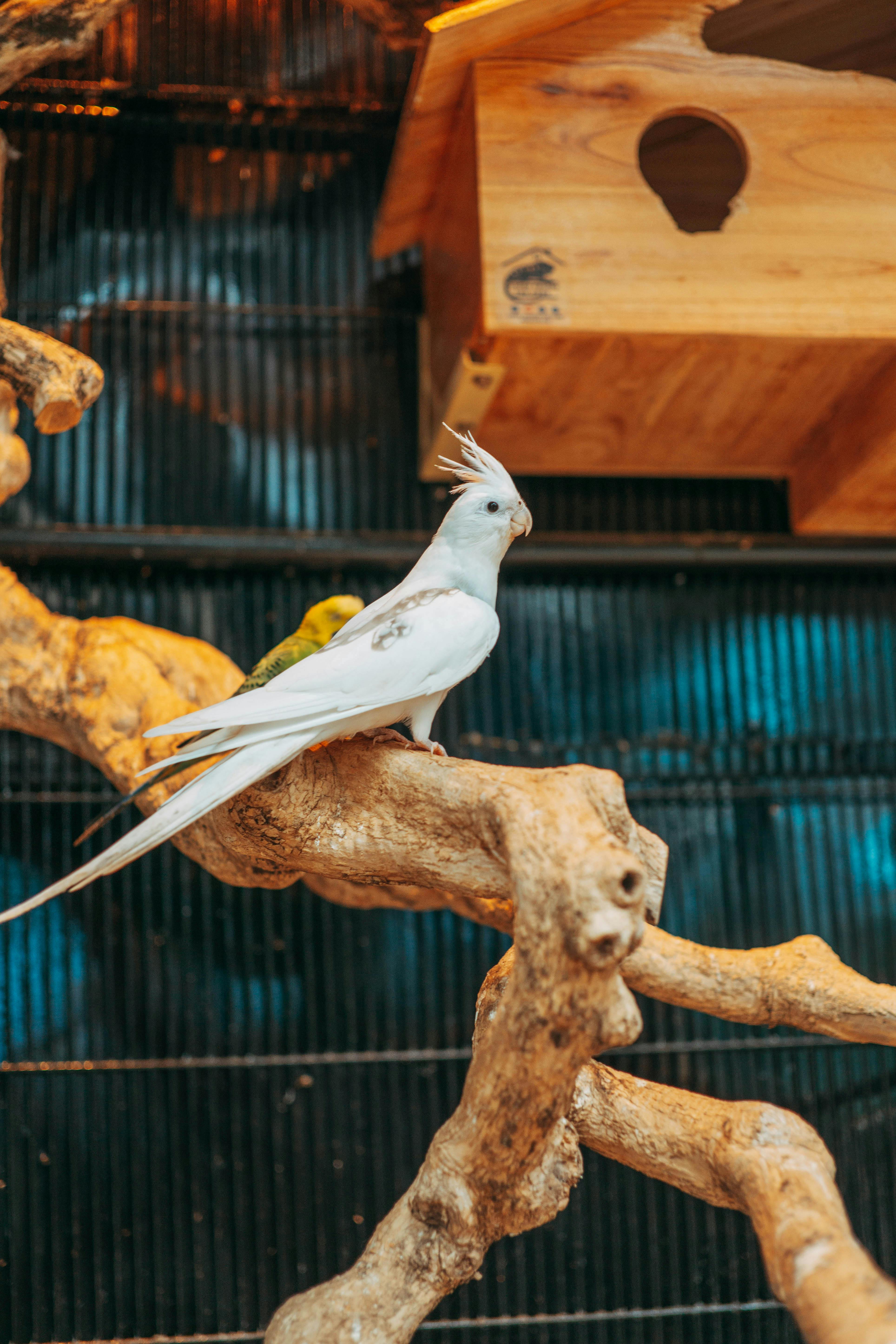 Picture Of Parrot Photos, Download The BEST Free Picture Of Parrot ...