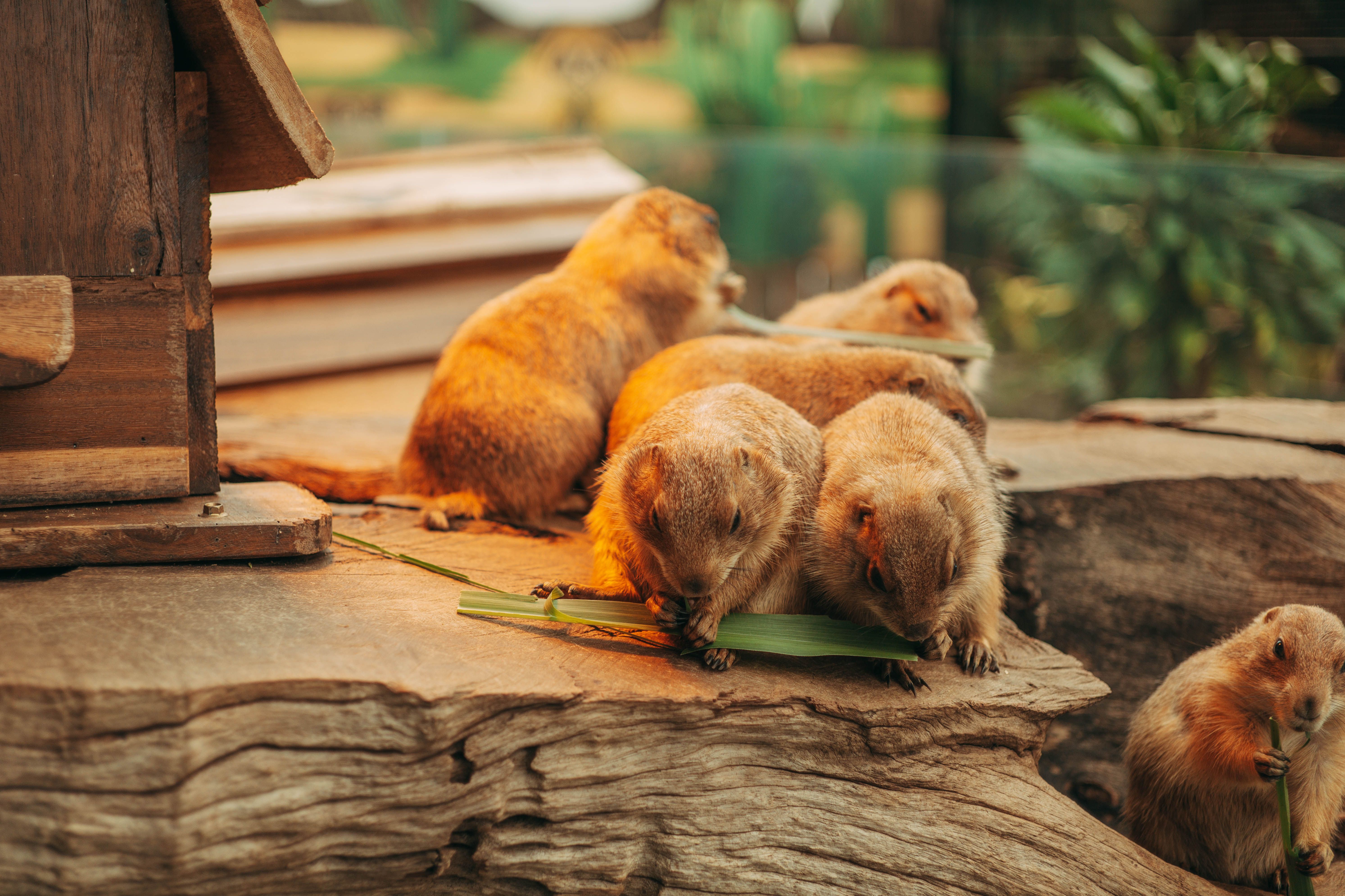 Zoo Animals Photos, Download The BEST Free Zoo Animals Stock Photos ...