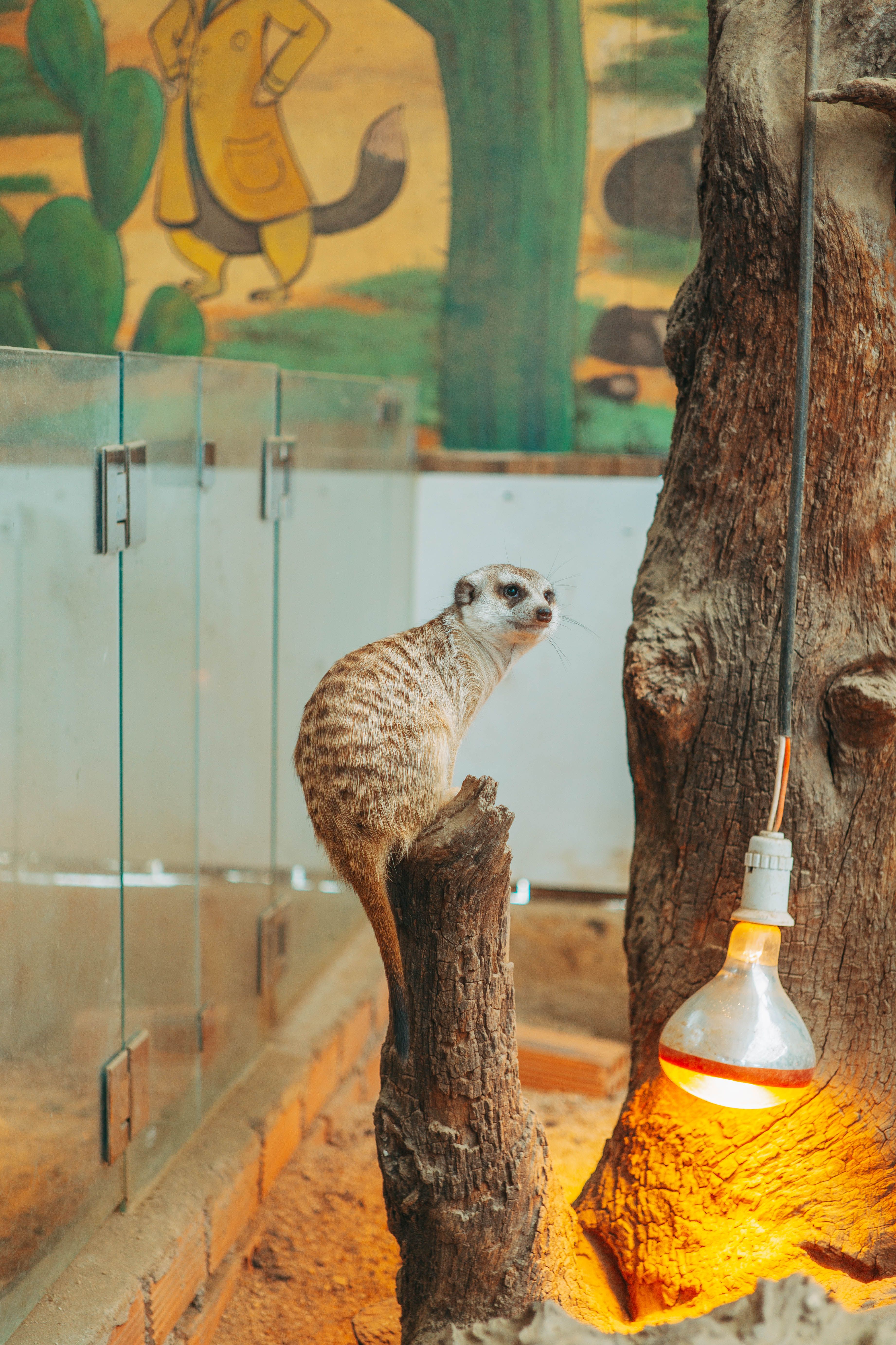 Curious Meerkat in a Zoo Exhibit Setting · Free Stock Photo